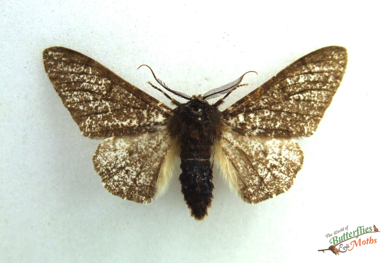 Biston betularia PEPPERED MOTH - World of Butterflies and Moths