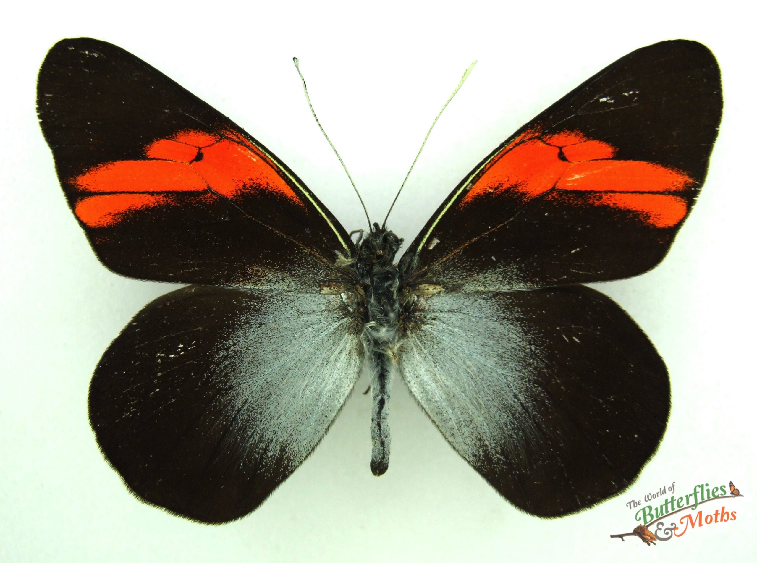 Pereute callinira PERU - World of Butterflies and Moths