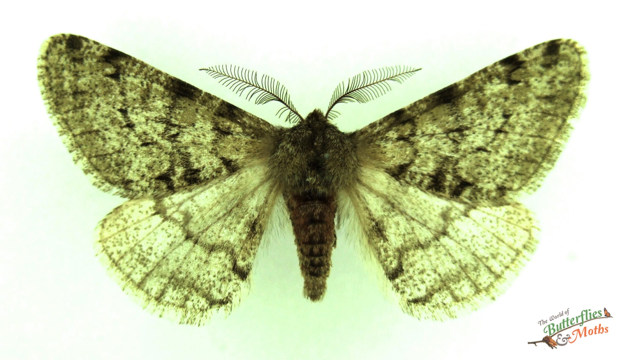 Phigalia (Apocheima) pilosaria PALE BRINDLED BEAUTY - World of ...