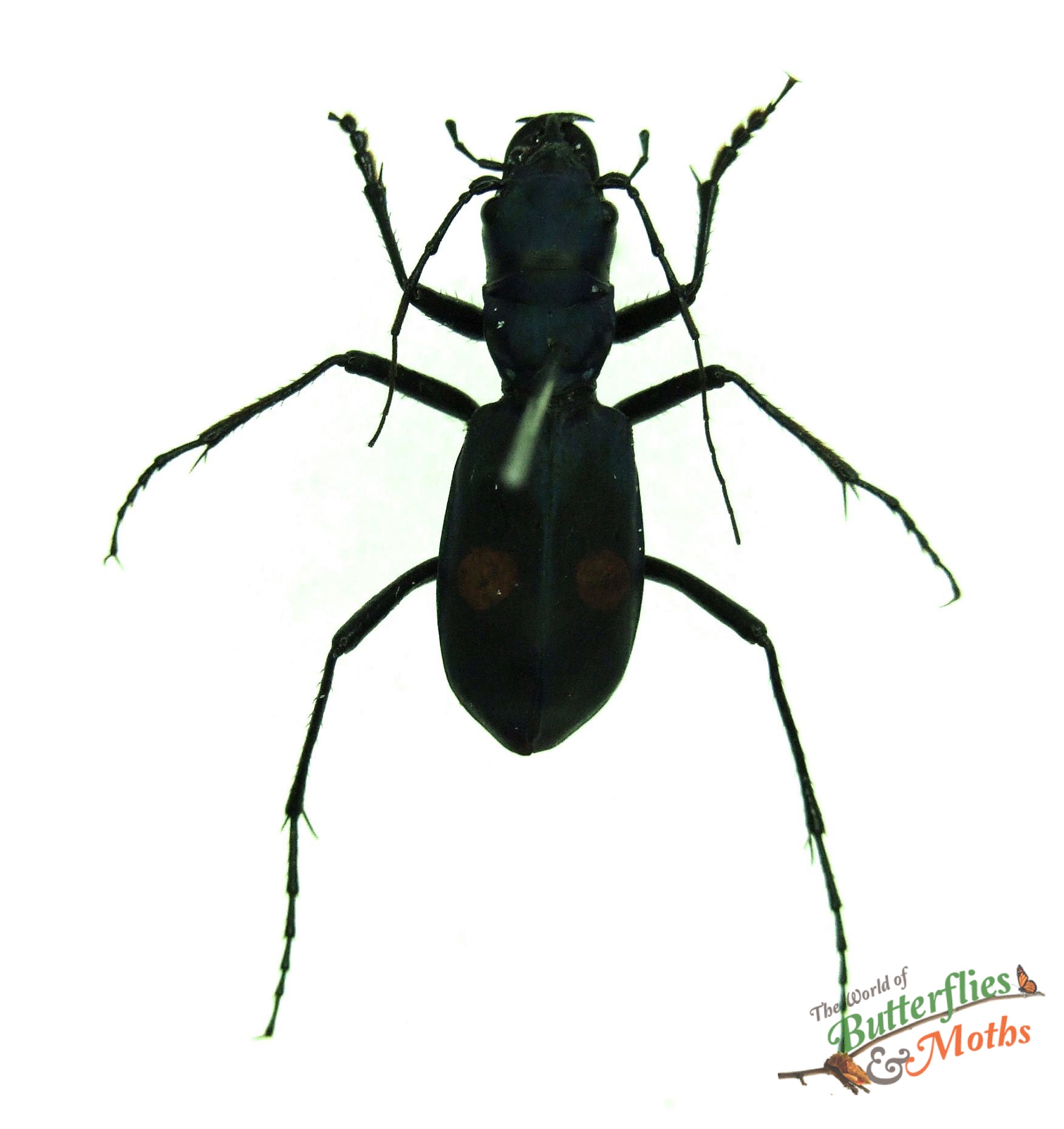Pseudoxycheila species PERU - World of Butterflies and Moths