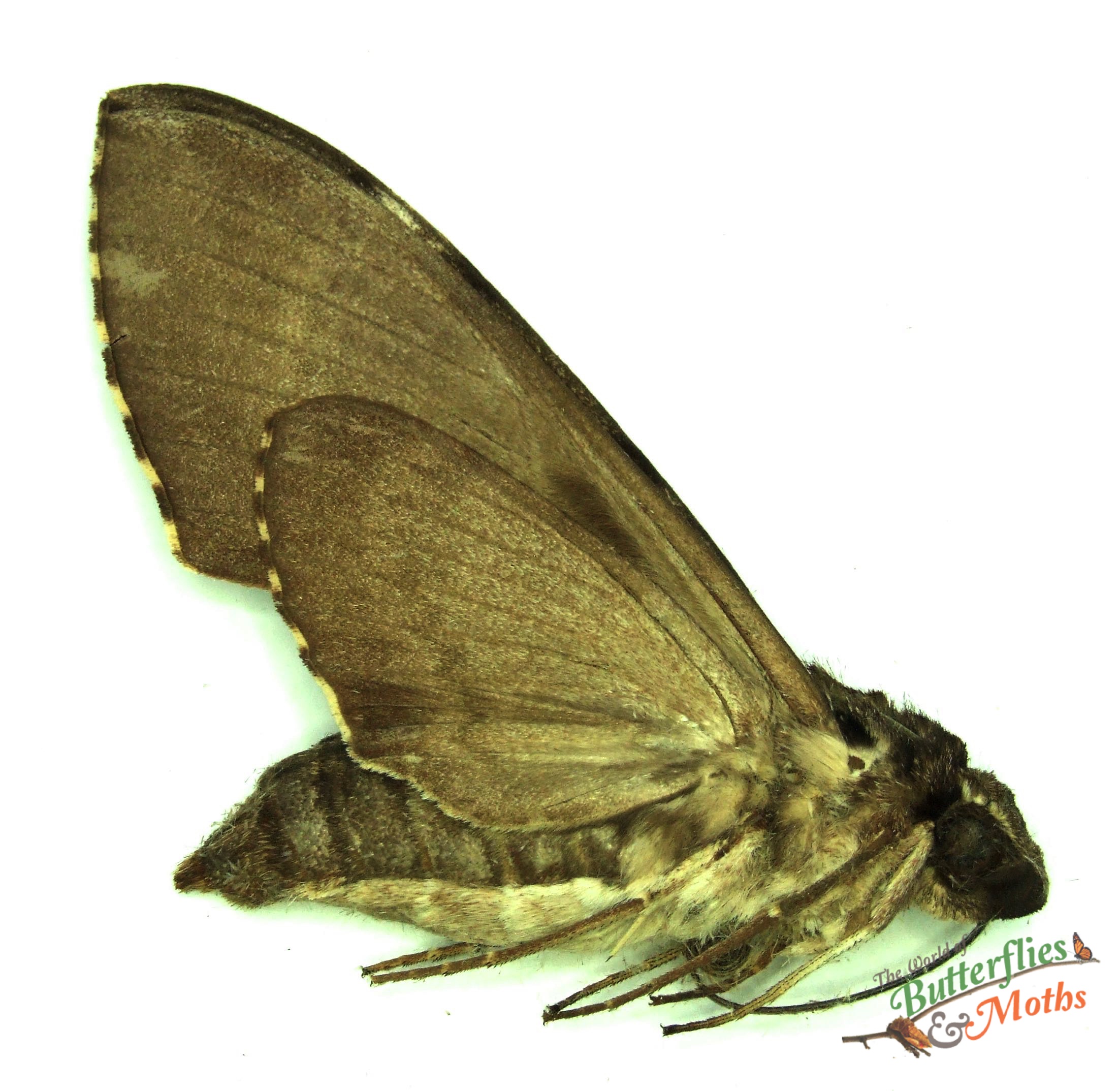 Psilogramma menephron Large Brown Hawk Moth - World of Butterflies and ...