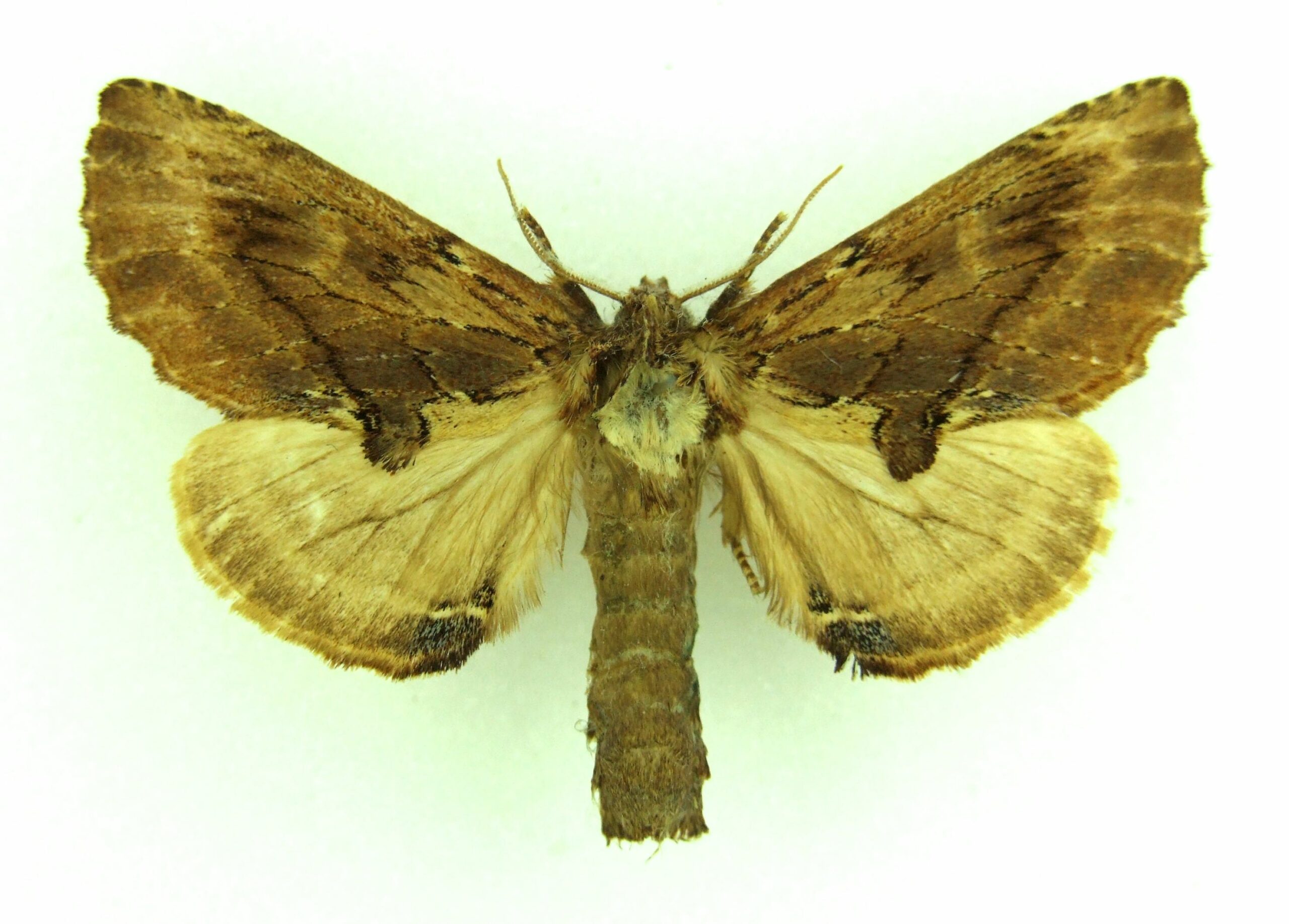 Ptilodon capucina COXCOMB PROMINENT - World of Butterflies and Moths