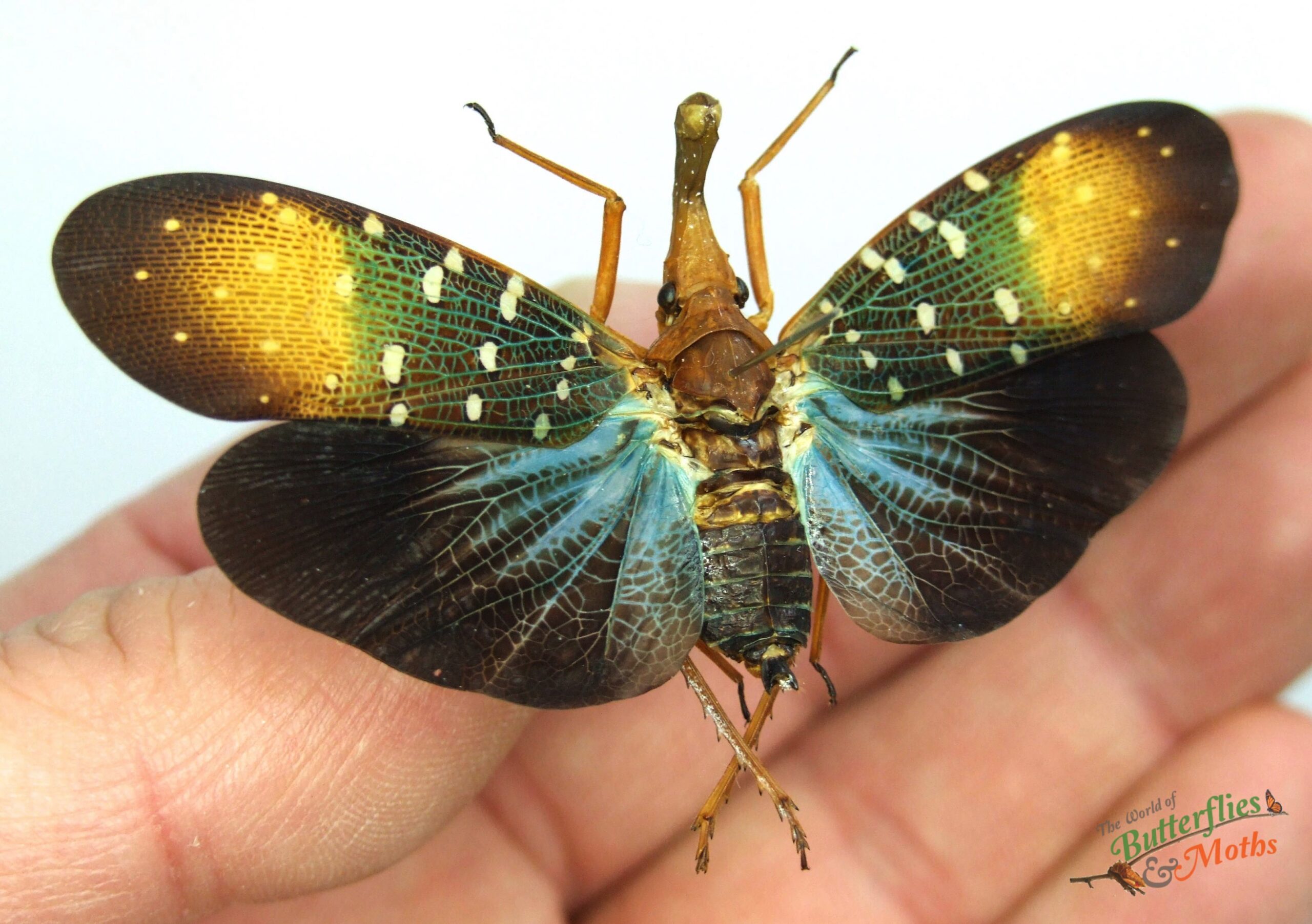 Pyrops whiteheadi gunjii - World of Butterflies and Moths
