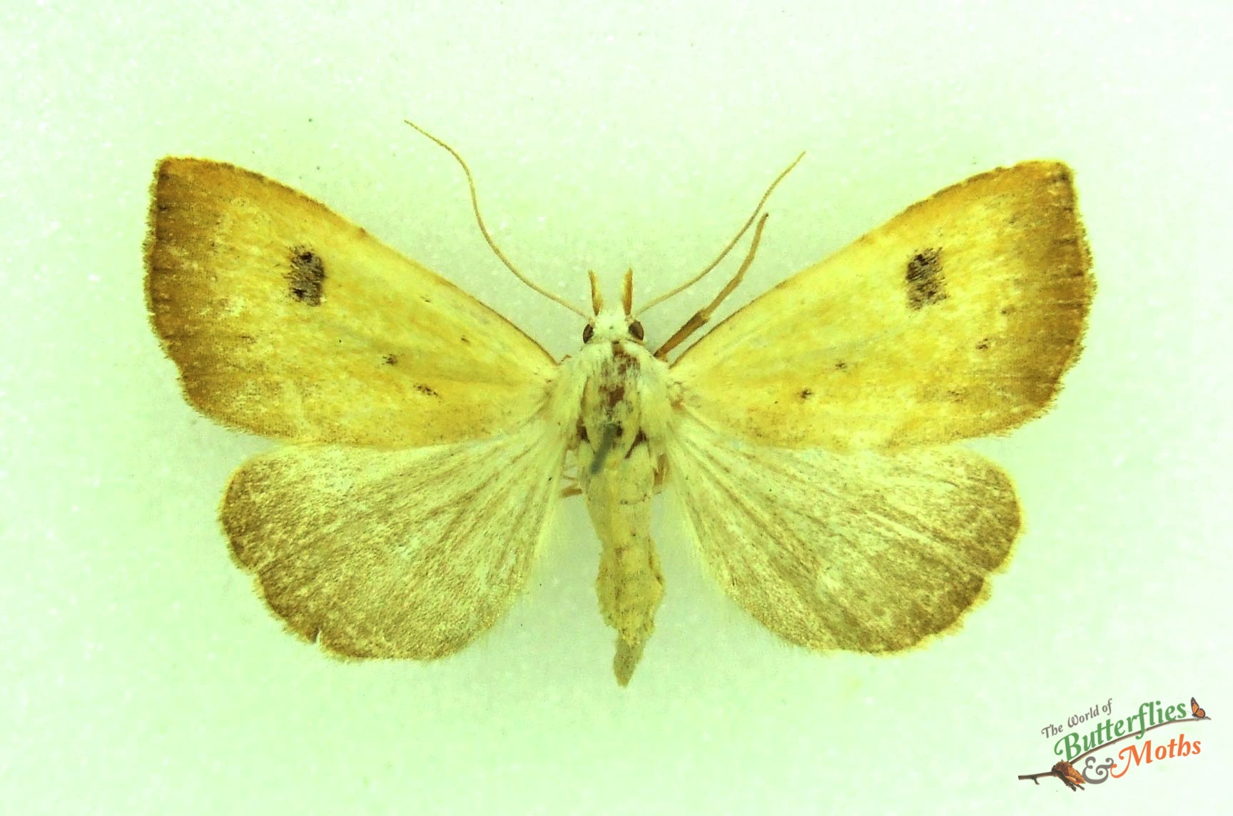 Rivula sericealis STRAW DOT - World of Butterflies and Moths