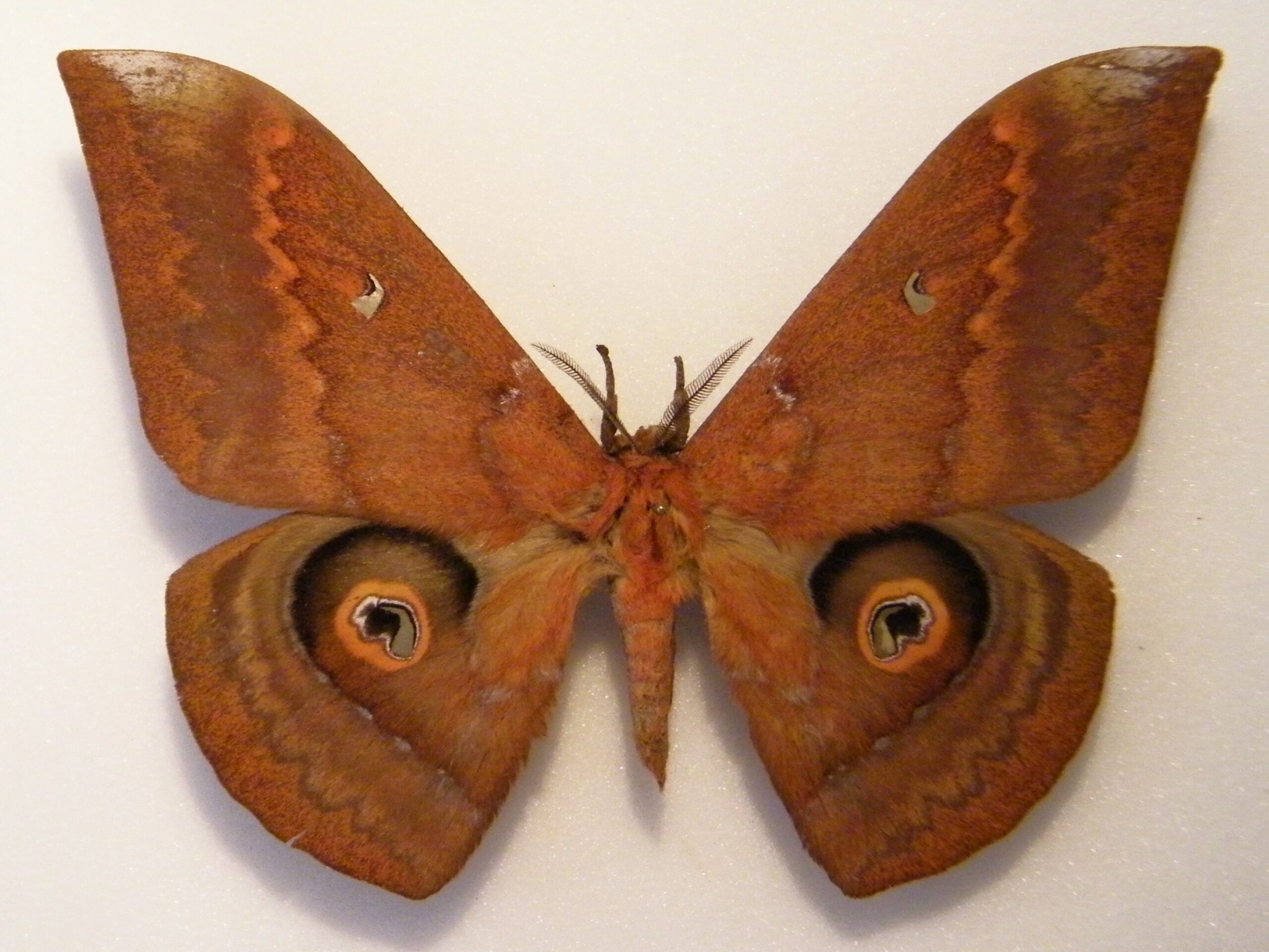 Salassa thespis THAILAND - World of Butterflies and Moths