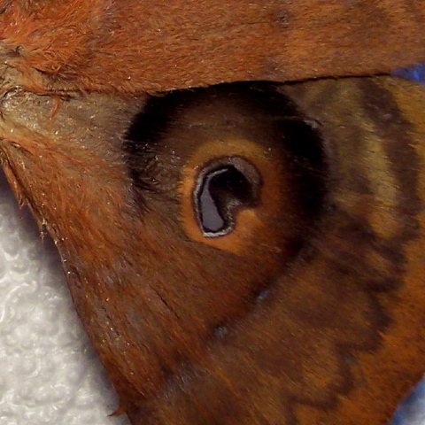 Salassa thespis THAILAND - World of Butterflies and Moths