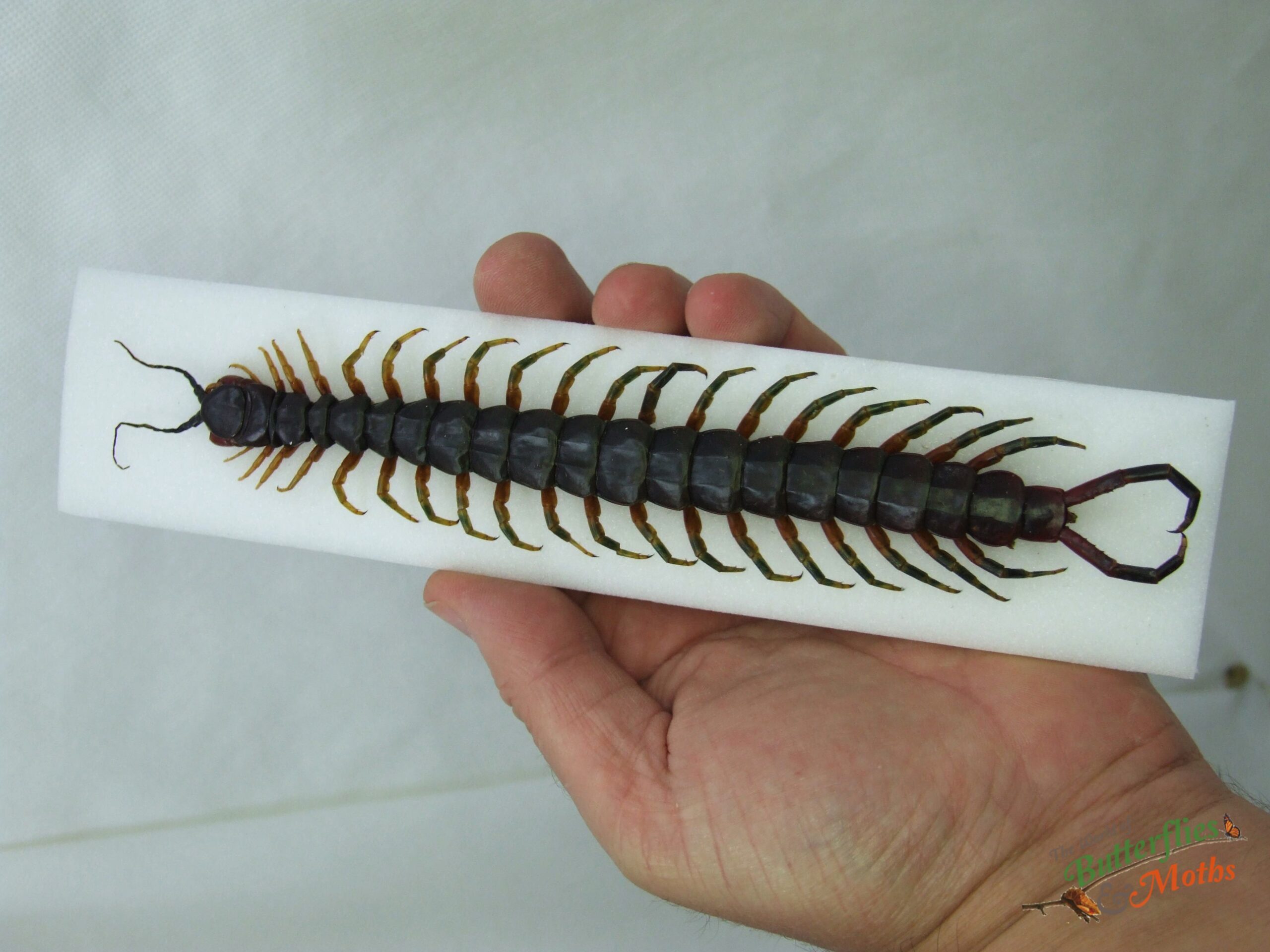 Giant Centipede Scolopendra gigantea PERU - World of Butterflies and Moths