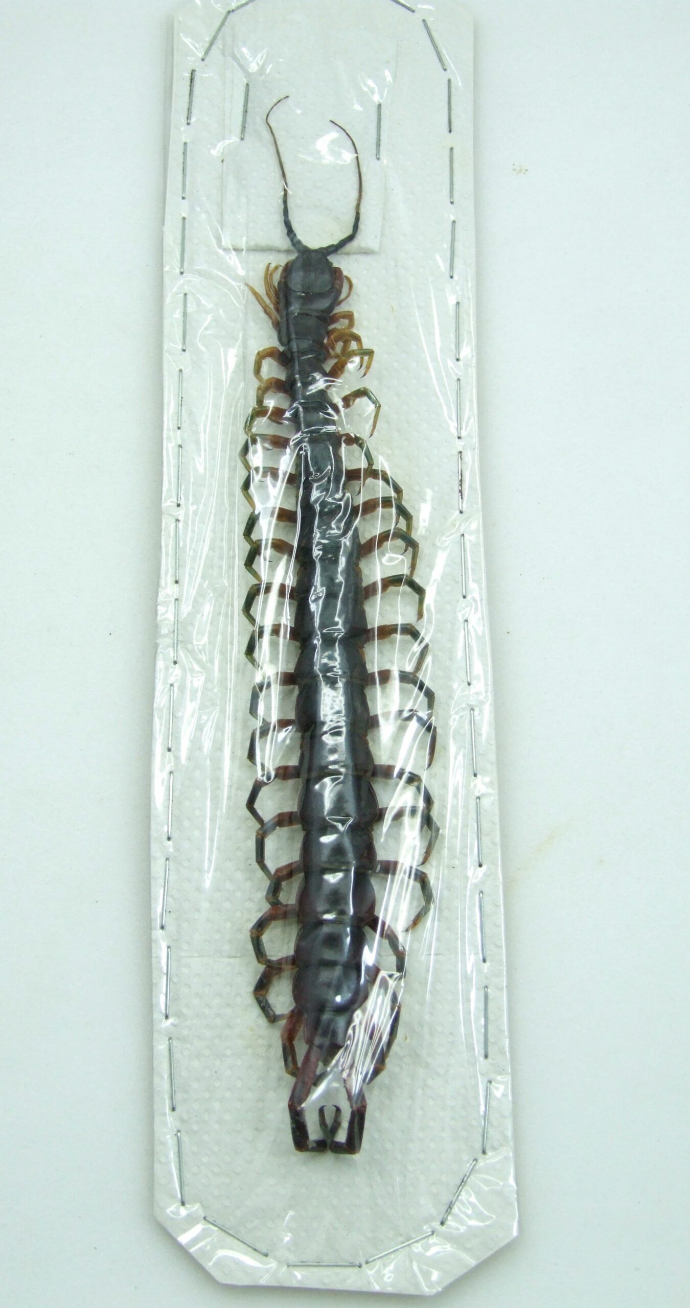 Giant Centipede Scolopendra gigantea PERU - World of Butterflies and Moths