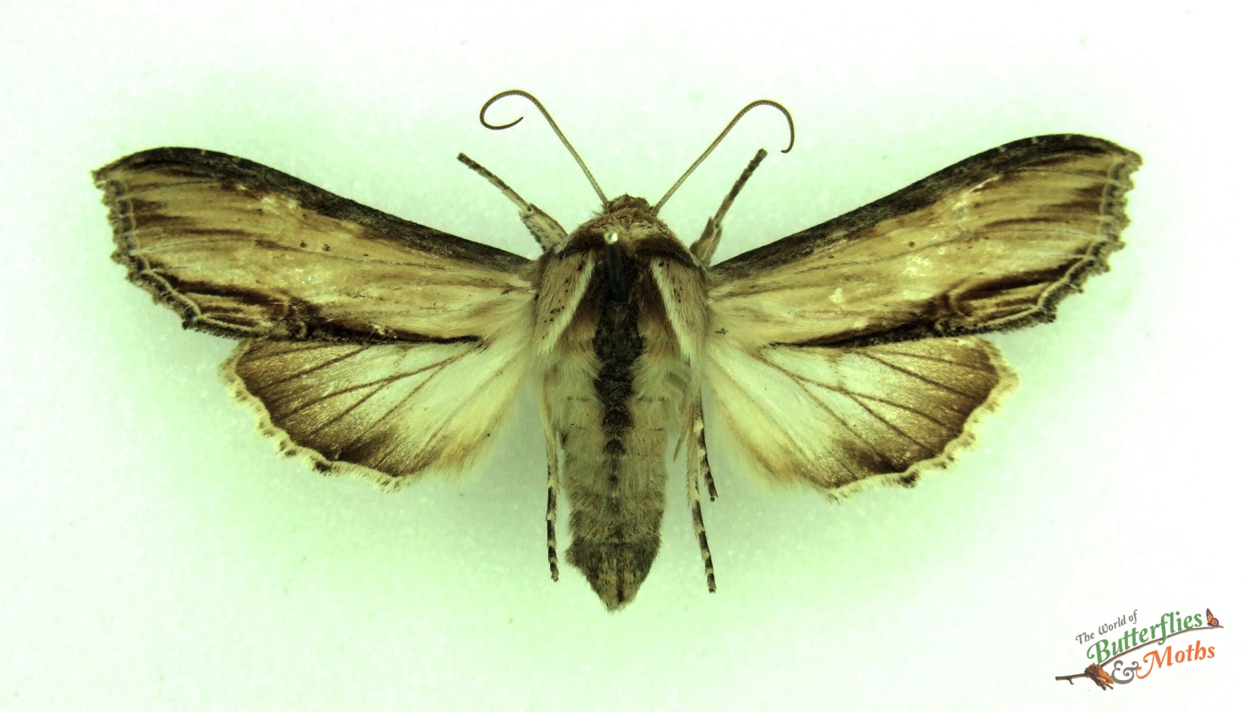 Shargacucullia lychnitis STRIPED LYCHNIS (1951) - World of Butterflies ...