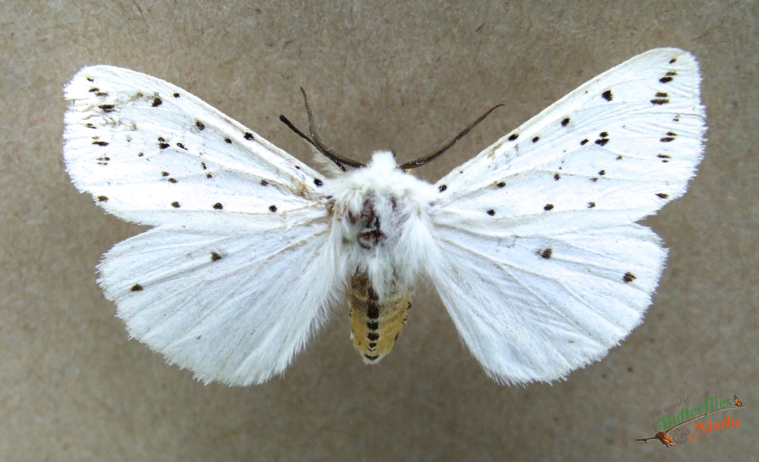 White Ermine Moth