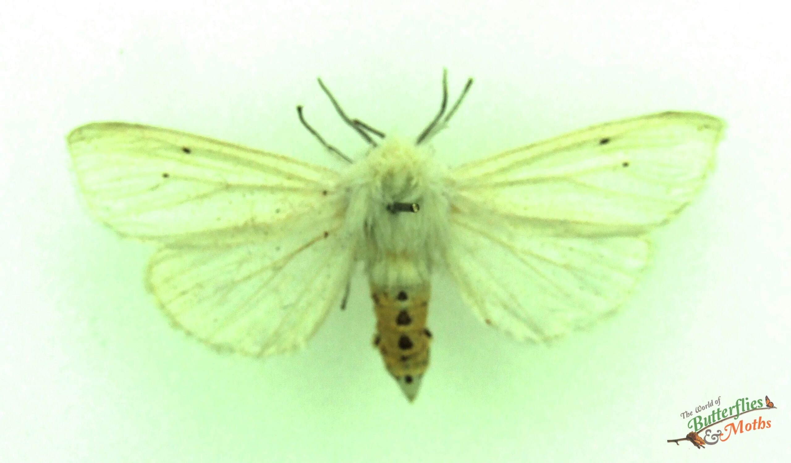 Spilosoma urticae WATER ERMINE England - World of Butterflies and Moths