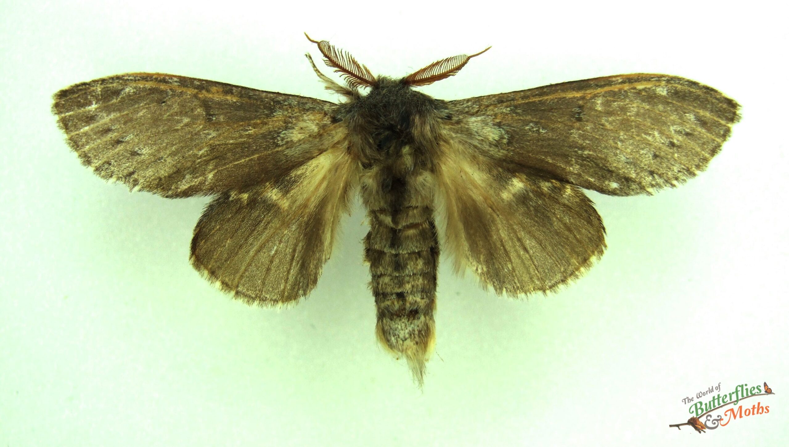 Stauropus fagi LOBSTER MOTH - World of Butterflies and Moths