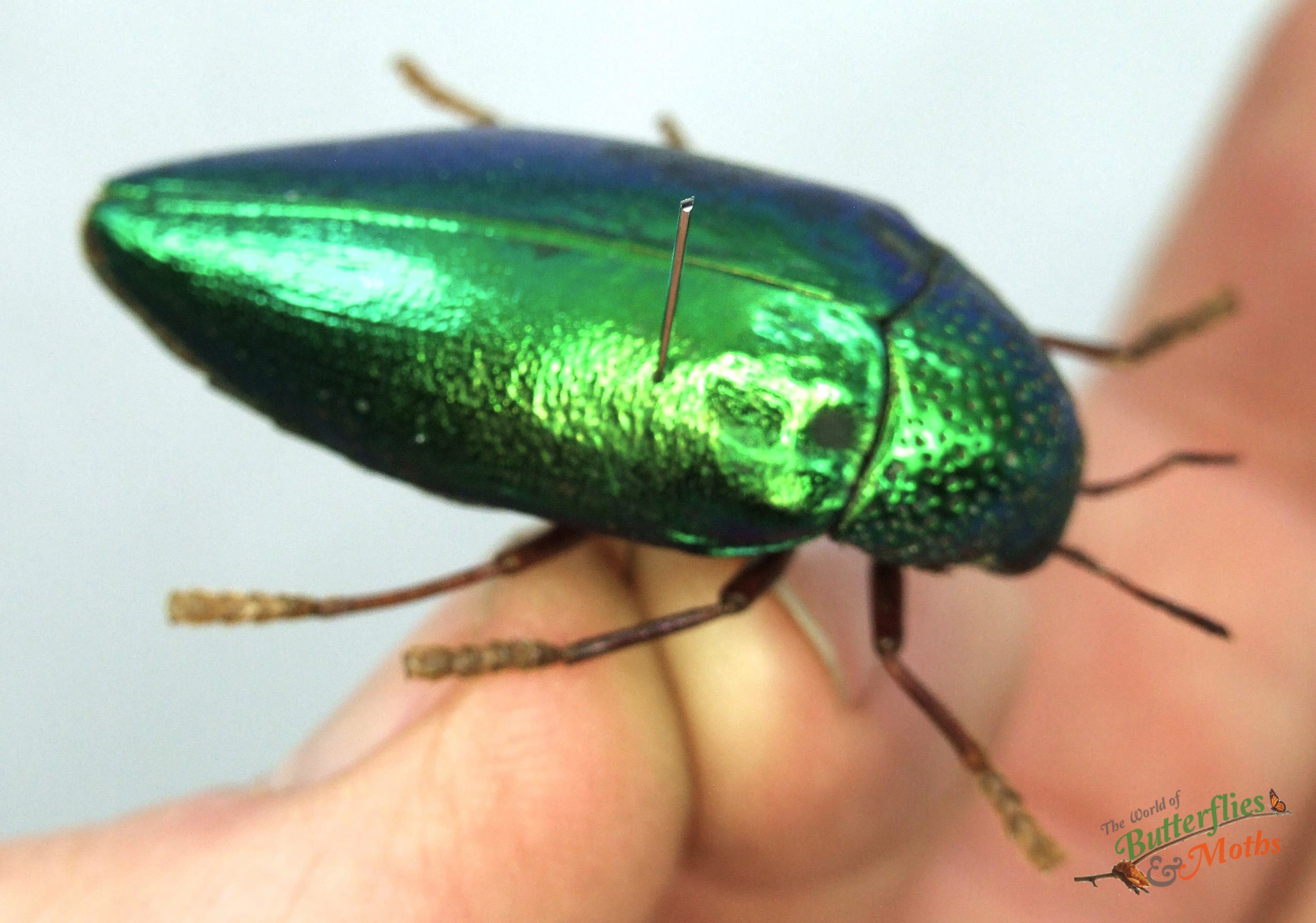 Sternocera ruficornis THAILAND - World of Butterflies and Moths