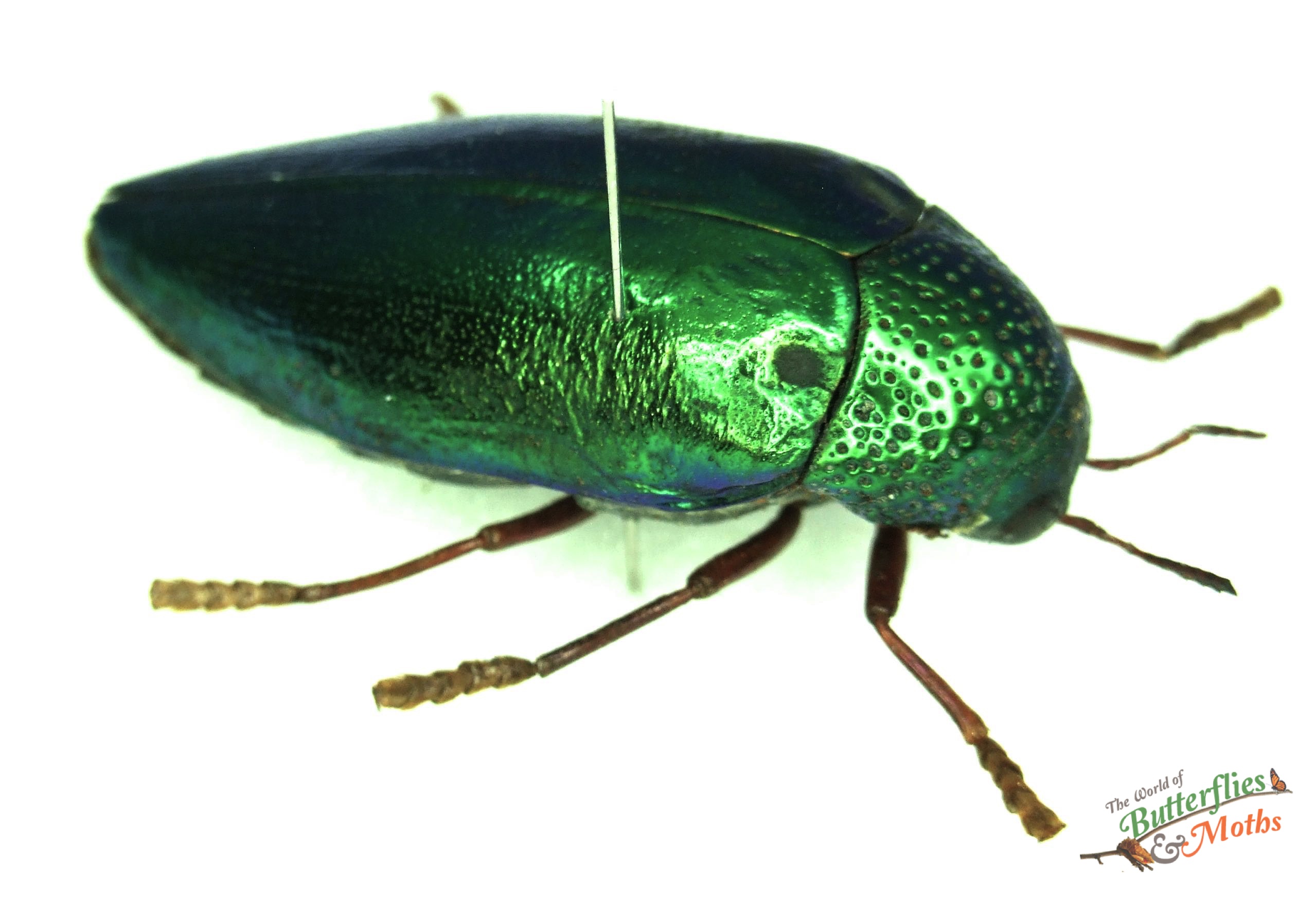 Sternocera ruficornis THAILAND - World of Butterflies and Moths