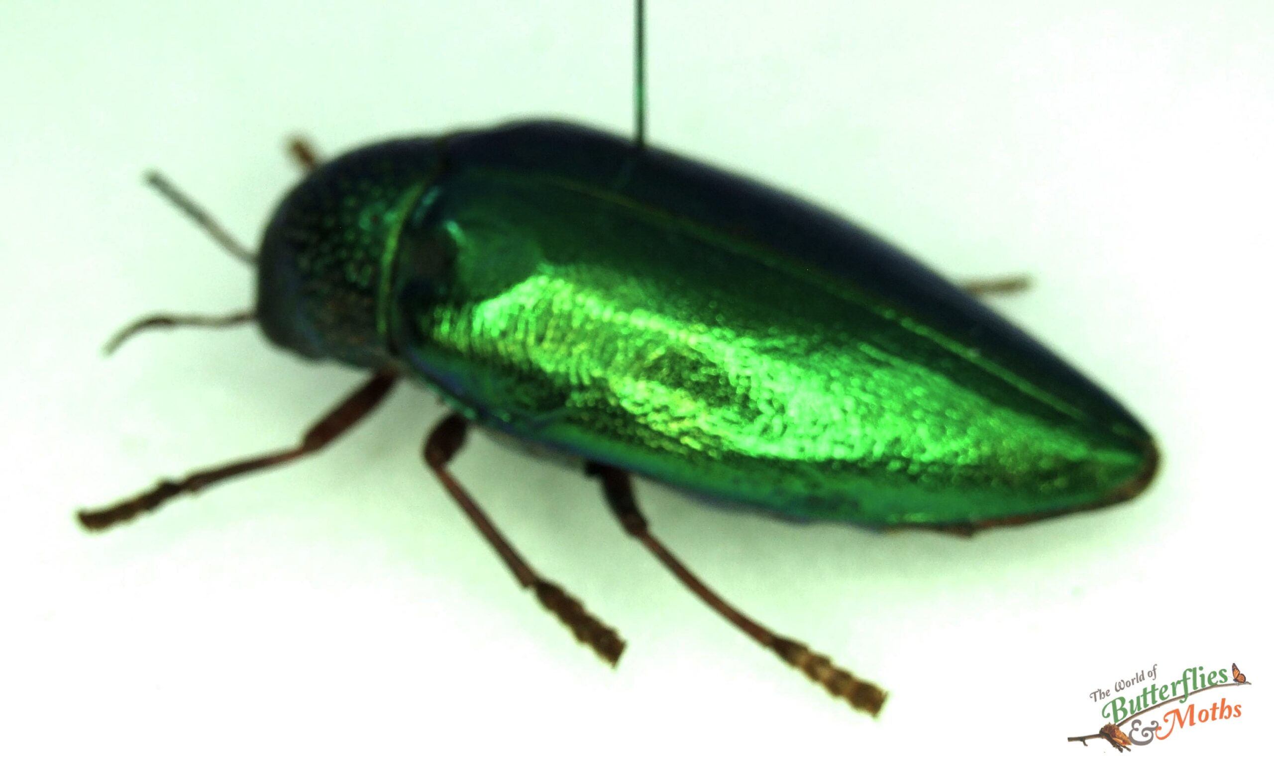 Sternocera ruficornis THAILAND - World of Butterflies and Moths