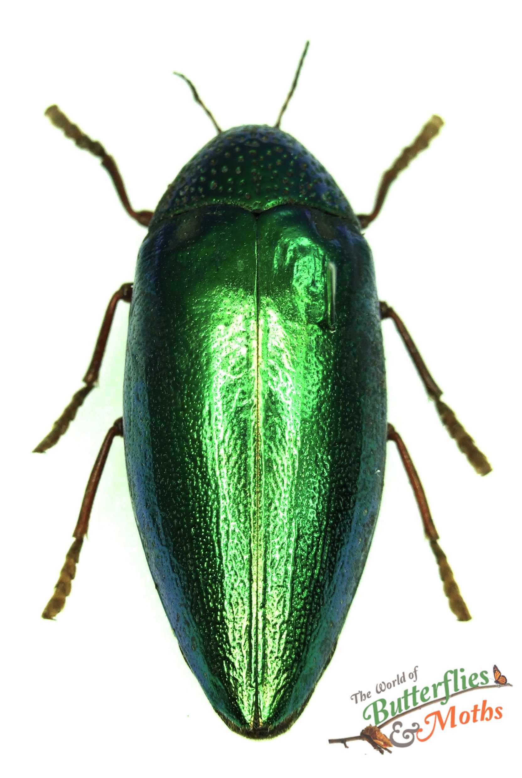 Sternocera ruficornis THAILAND - World of Butterflies and Moths