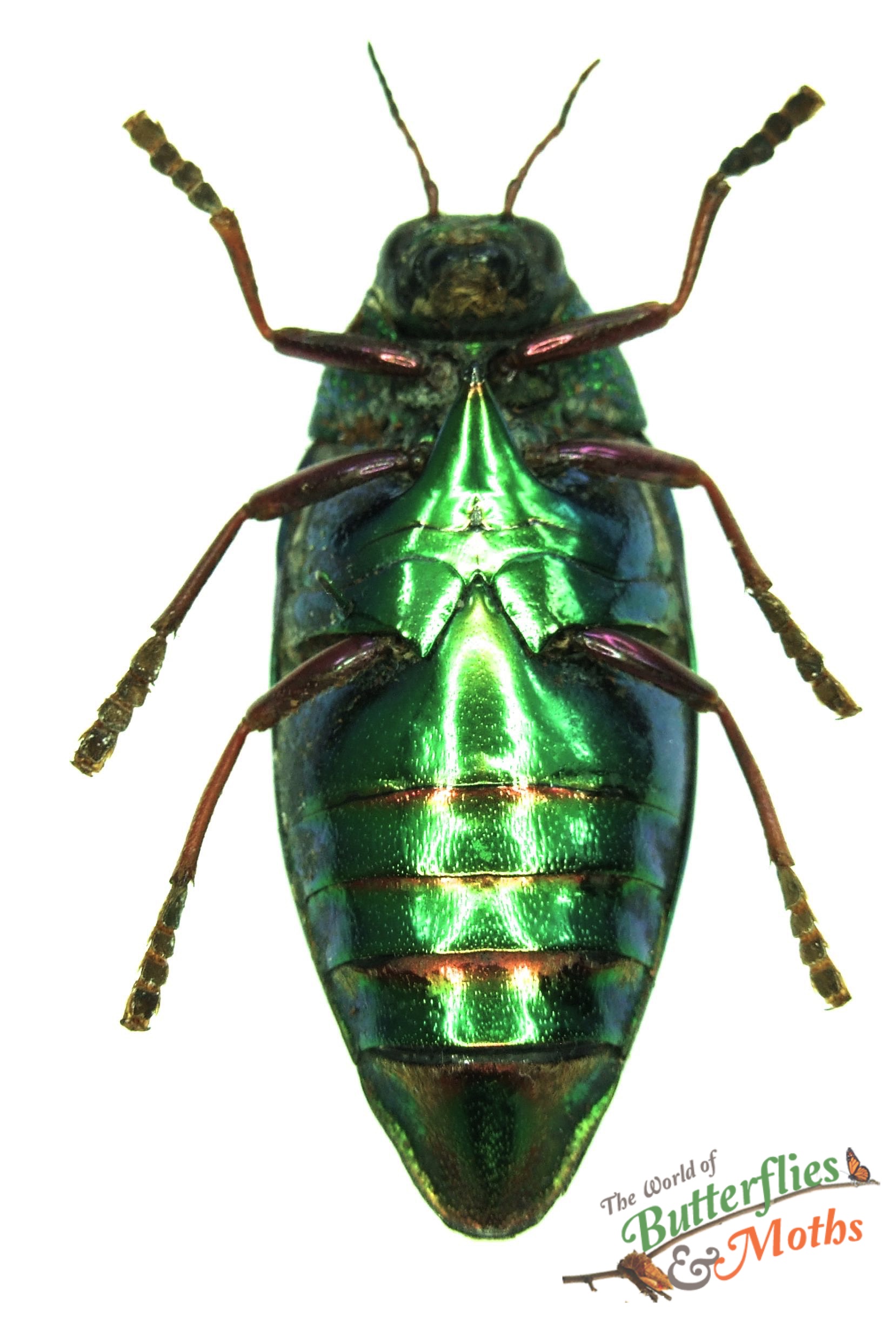 Sternocera ruficornis THAILAND - World of Butterflies and Moths