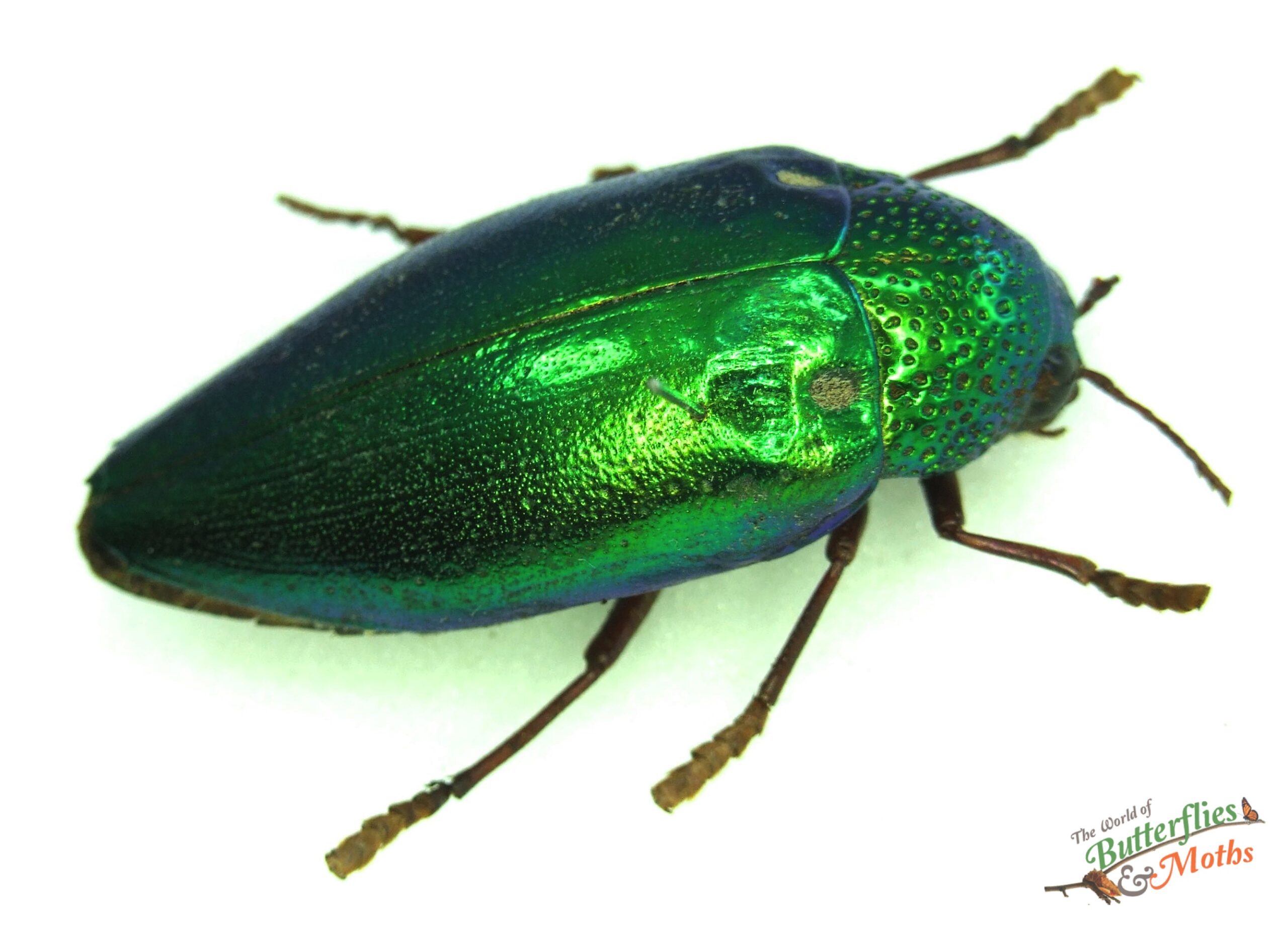 Sternocera ruficornis THAILAND - World of Butterflies and Moths