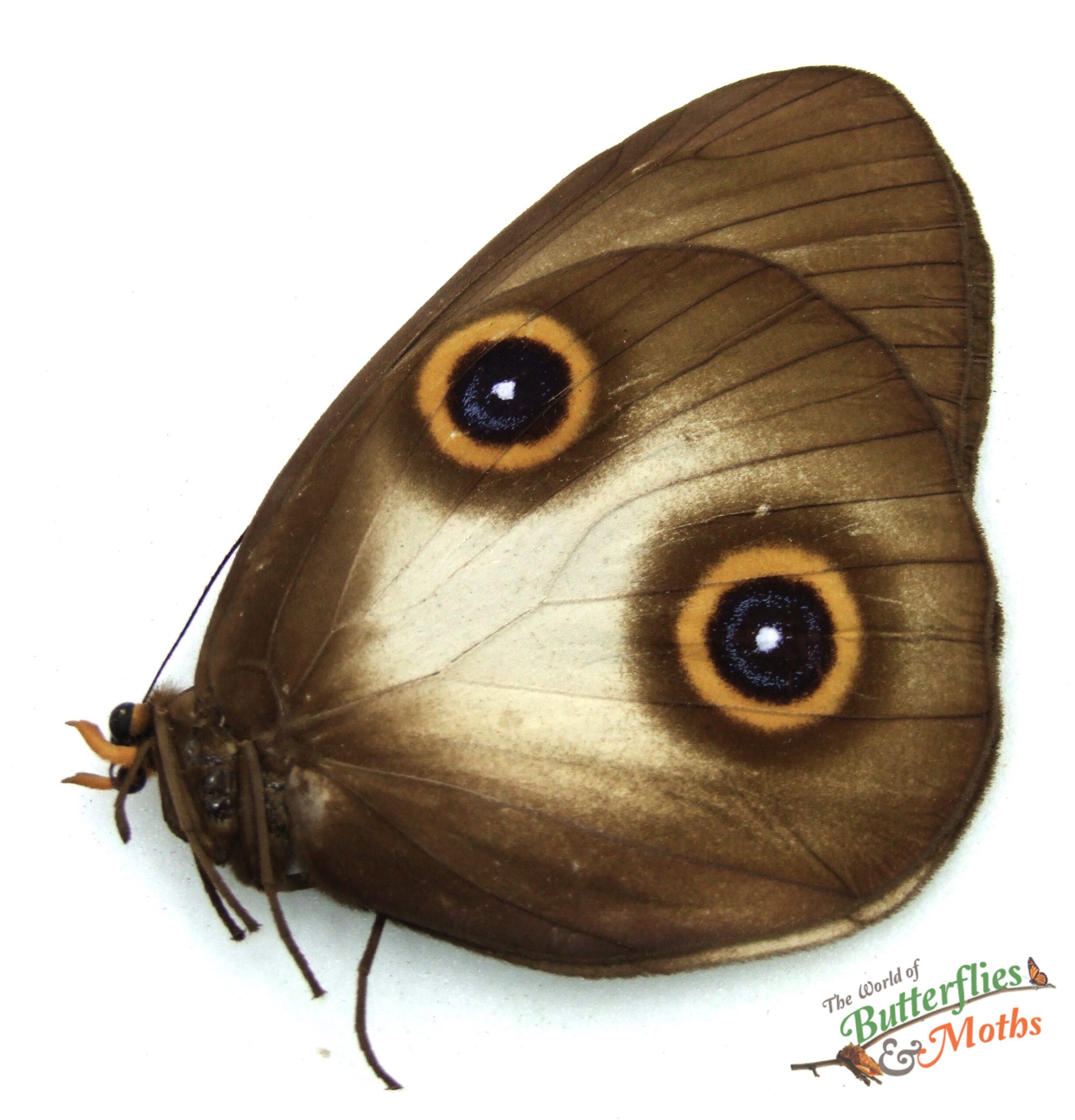 Taenaris urania Owl Butterfly INDONESIA Ambon - World of Butterflies ...