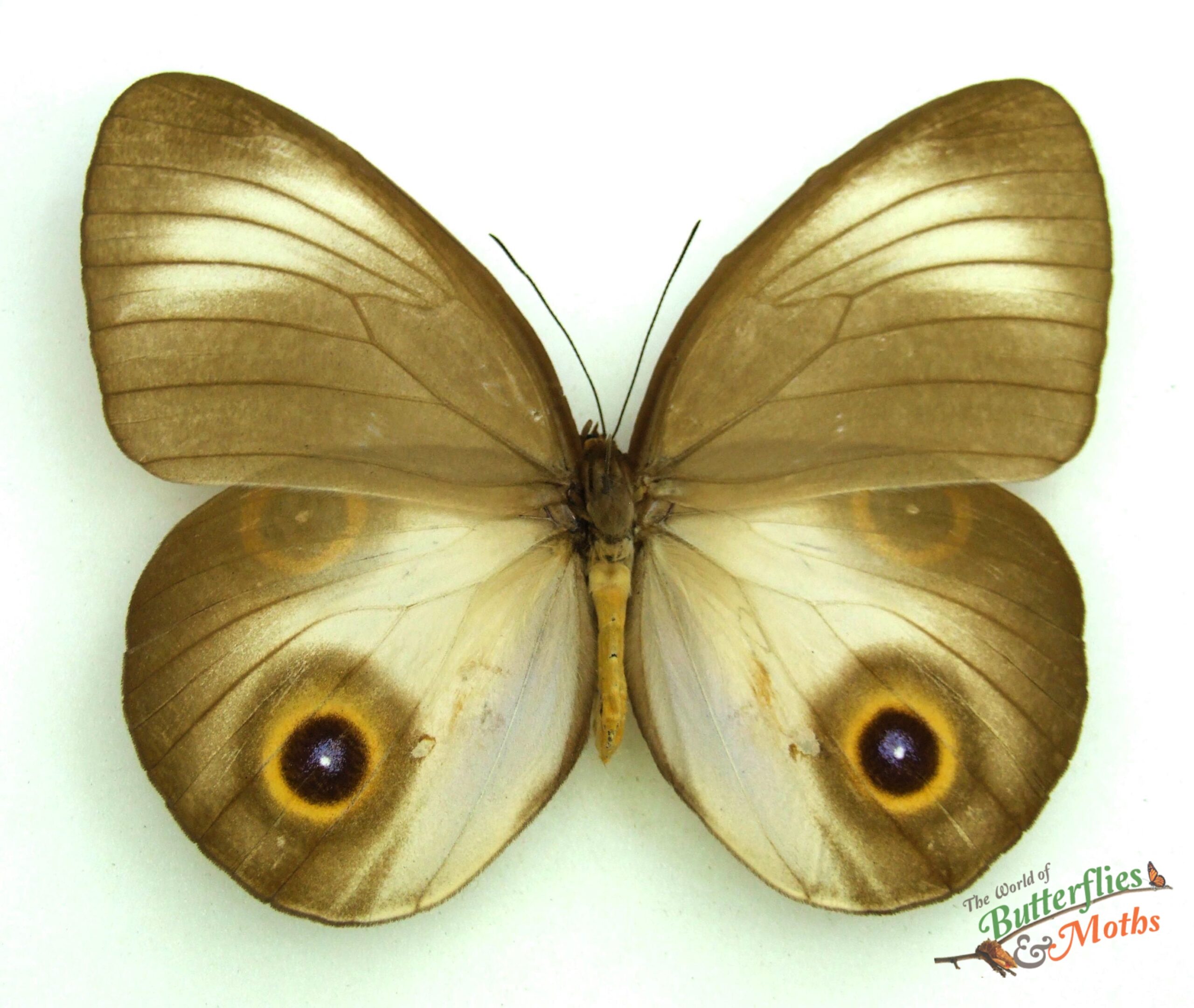 Taenaris urania Owl Butterfly INDONESIA Ambon - World of Butterflies ...