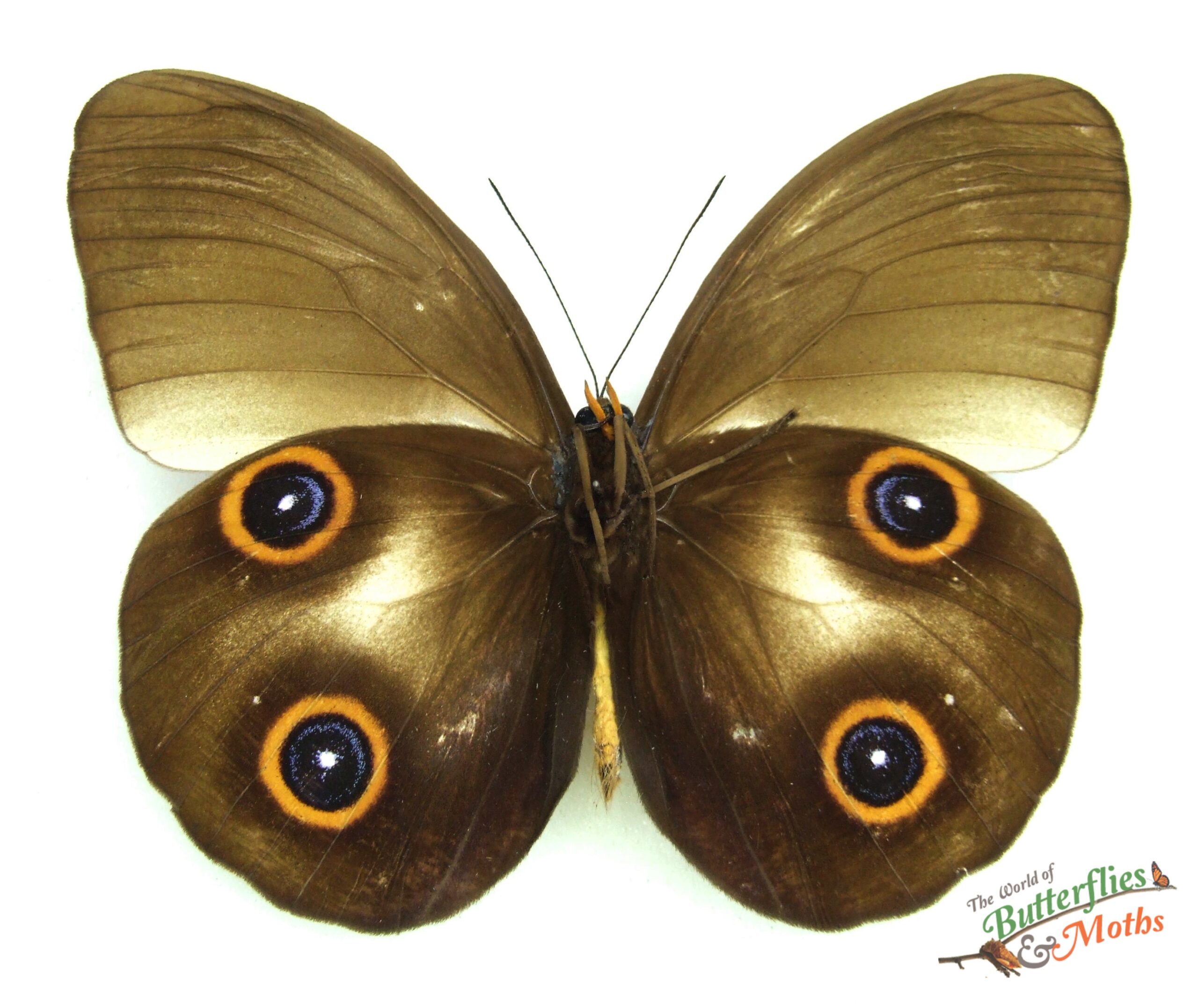 Taenaris urania Owl Butterfly INDONESIA Ambon - World of Butterflies ...