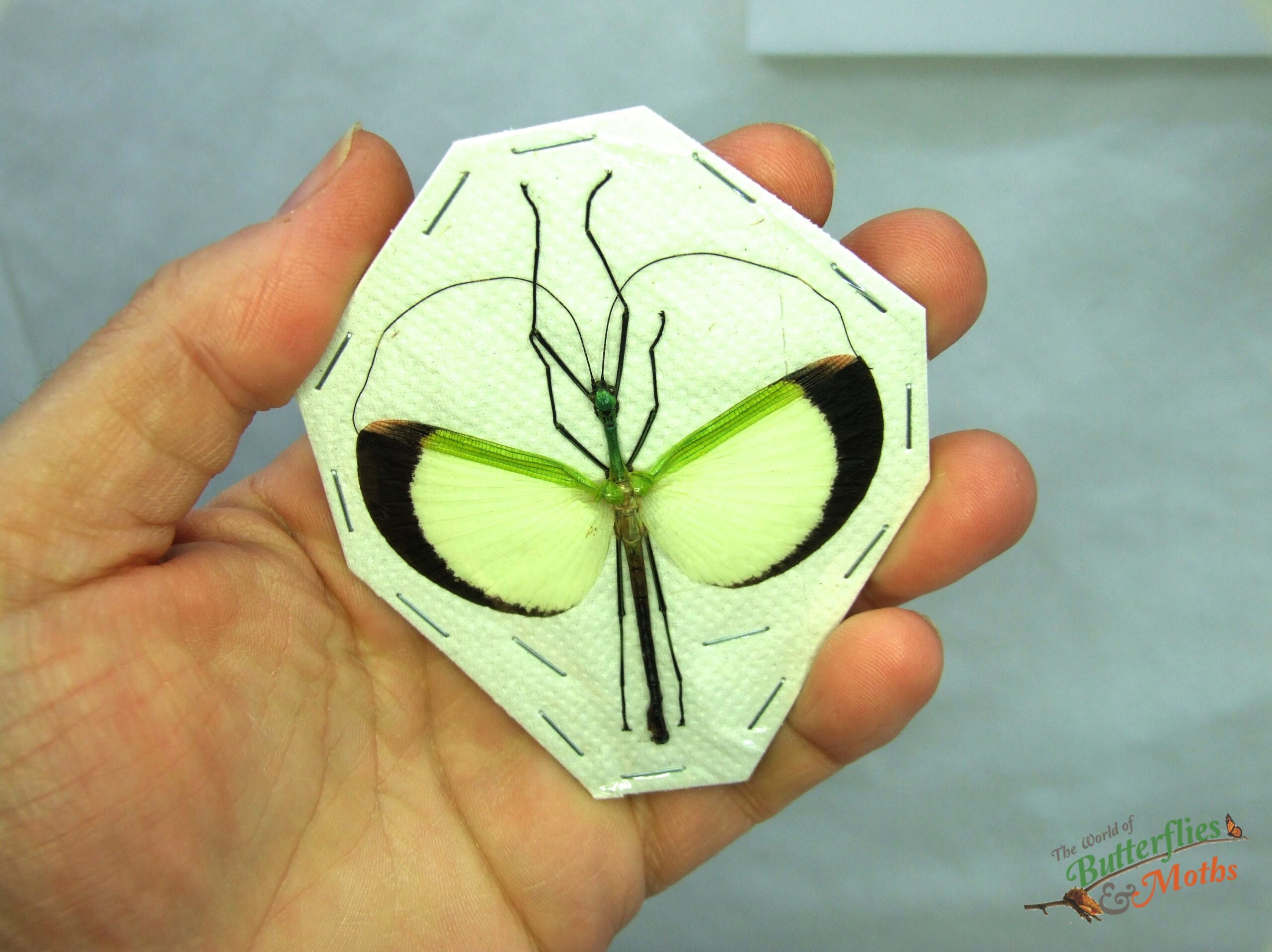 Tagesoidea nigrofasciata Yellow Umbrella Stick-Insect MALAYSIA - World ...