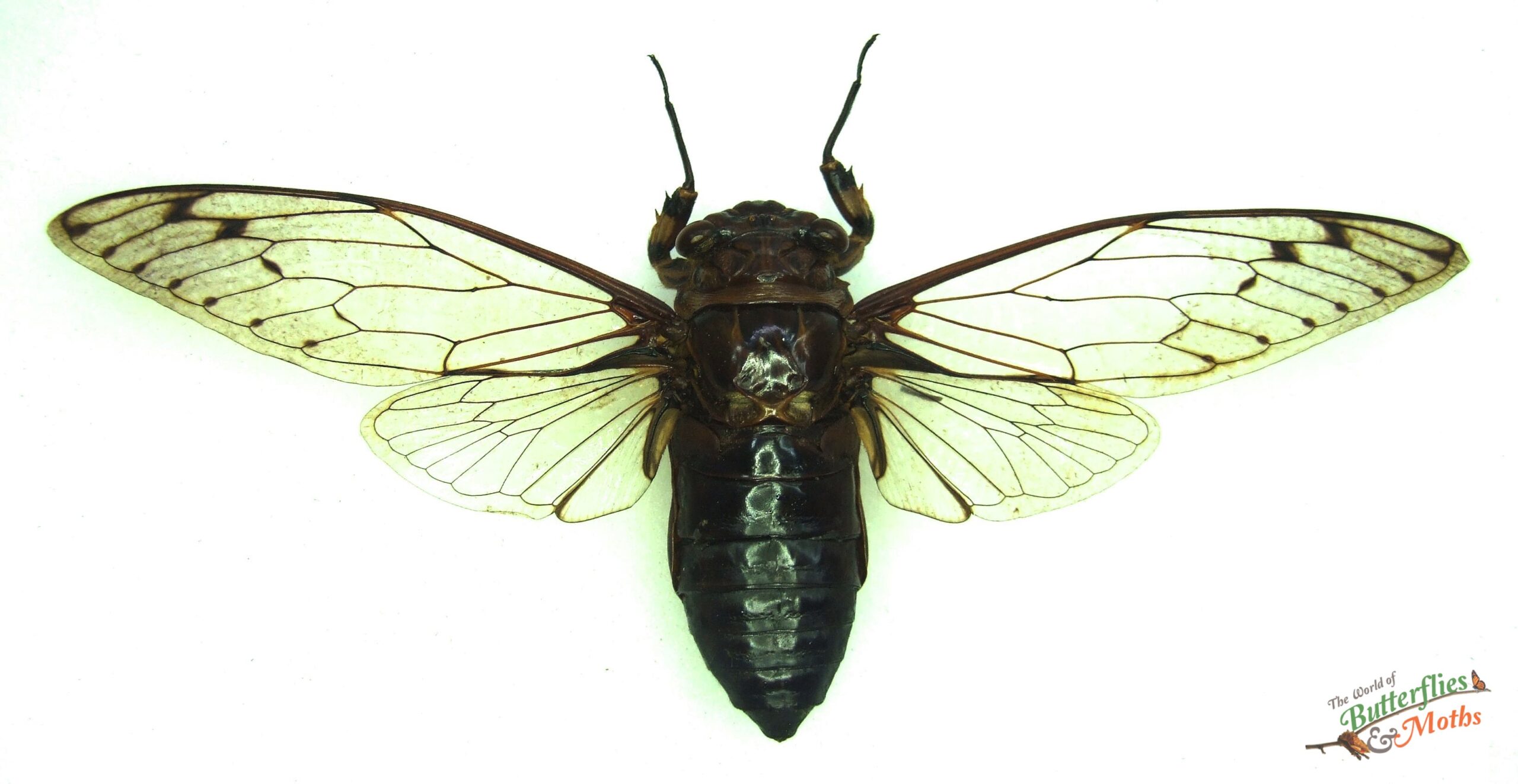 Wholesale: Cicada x 10 PCS (Thailand) - World of Butterflies and Moths