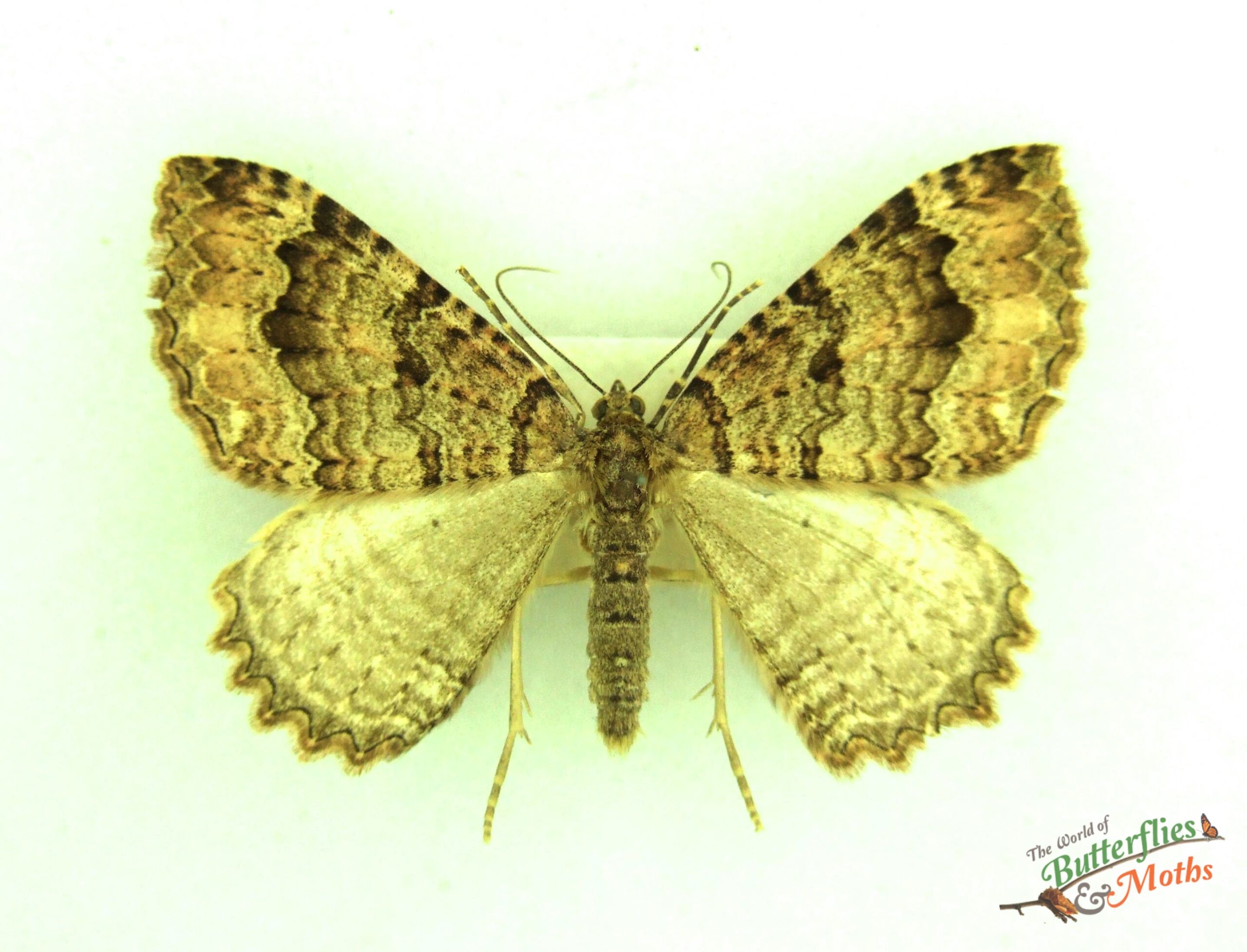 Triphosa dubitata THE TISSUE - World of Butterflies and Moths