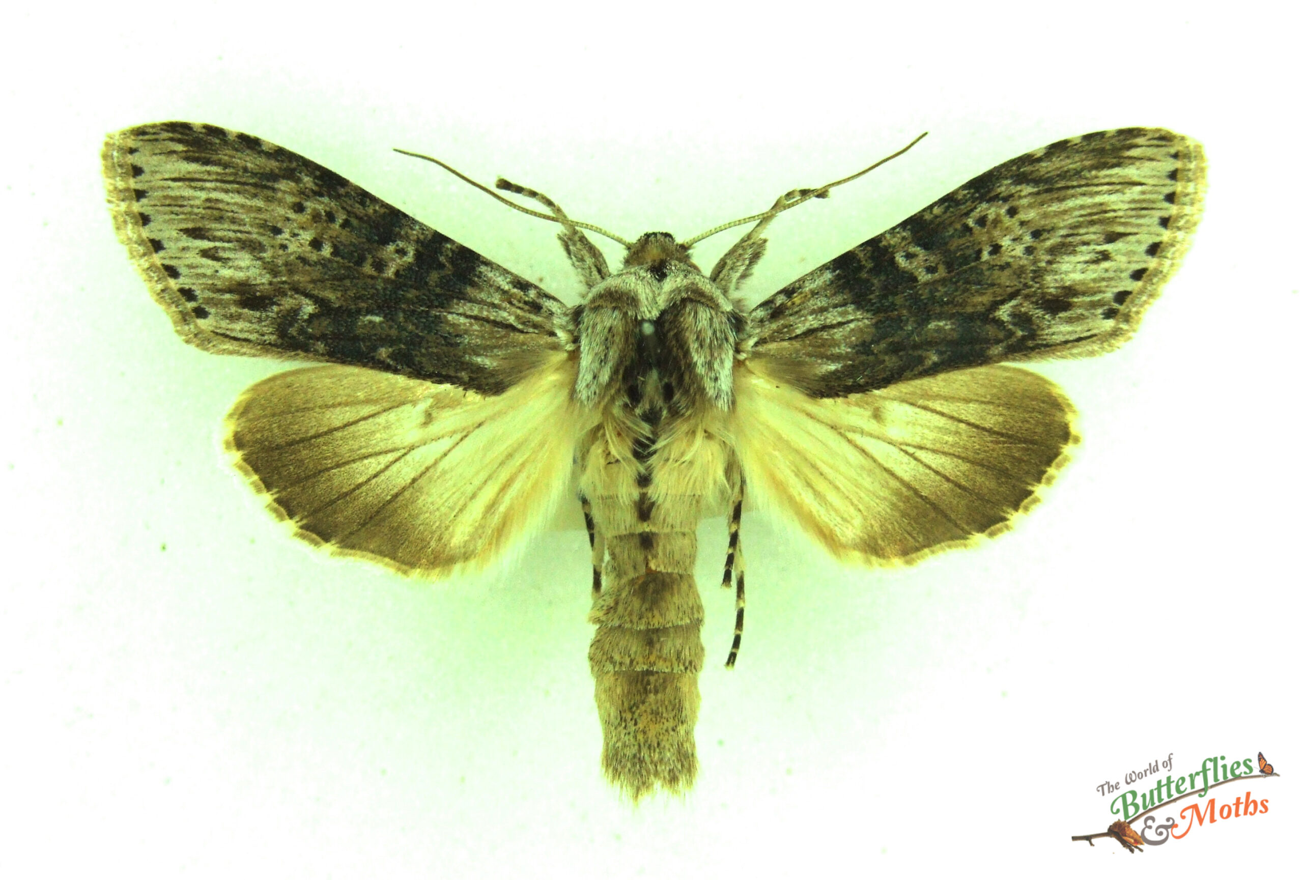 Cucullia absinthii THE WORMWOOD - World of Butterflies and Moths