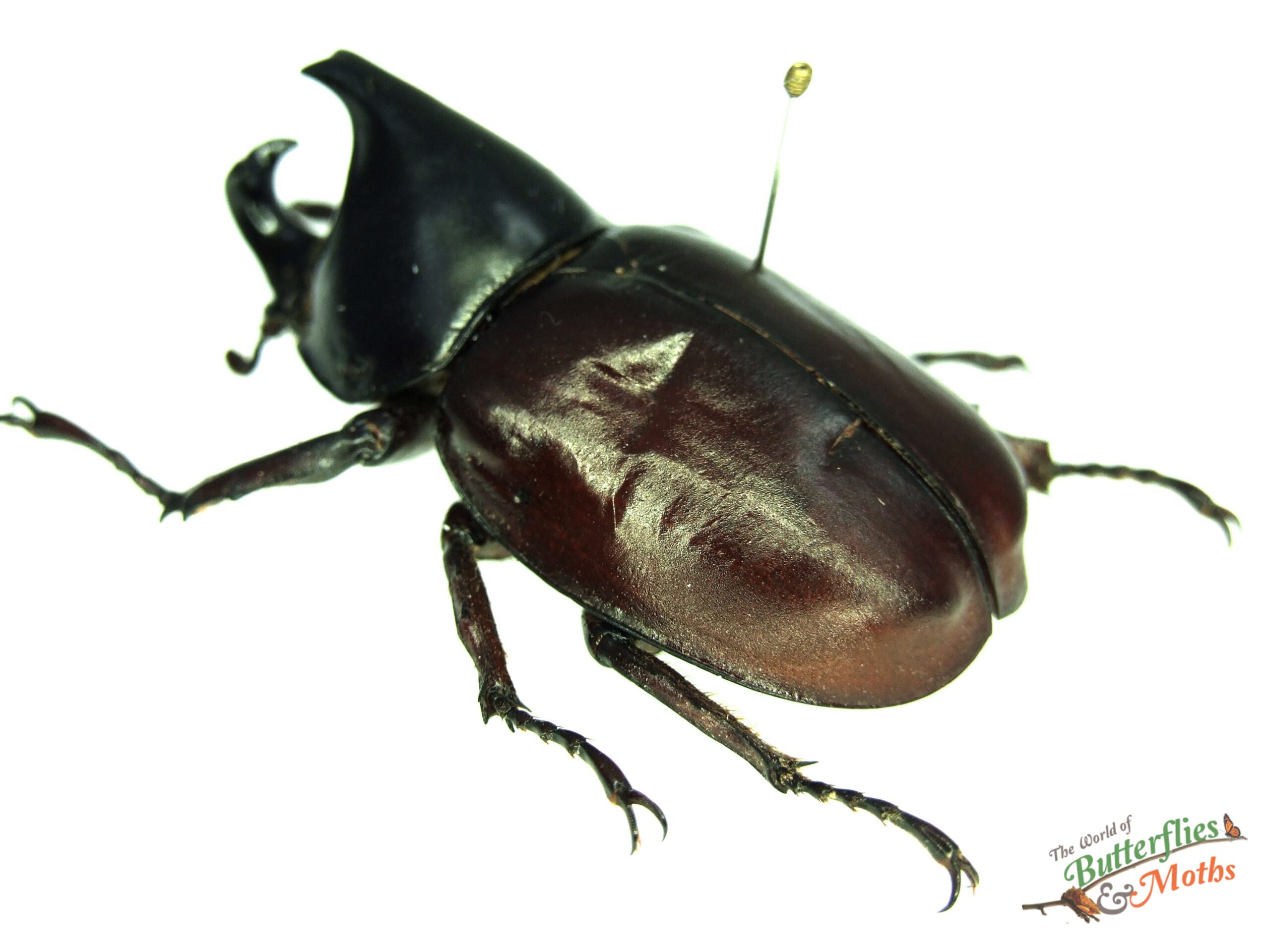 Xylotrupes gideon Siamese Fighting Beetle - World of Butterflies and Moths