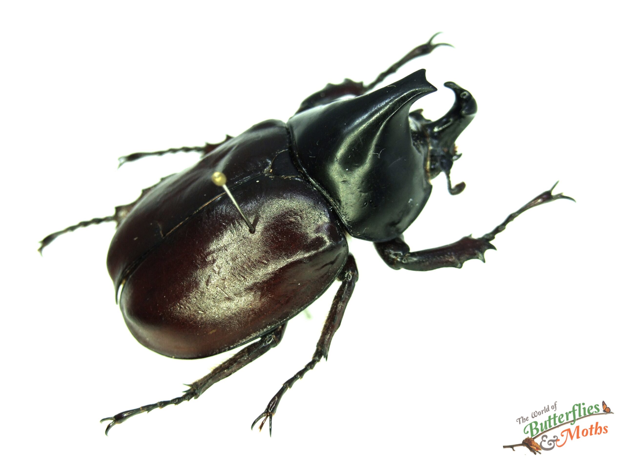 Xylotrupes gideon Siamese Fighting Beetle - World of Butterflies and Moths