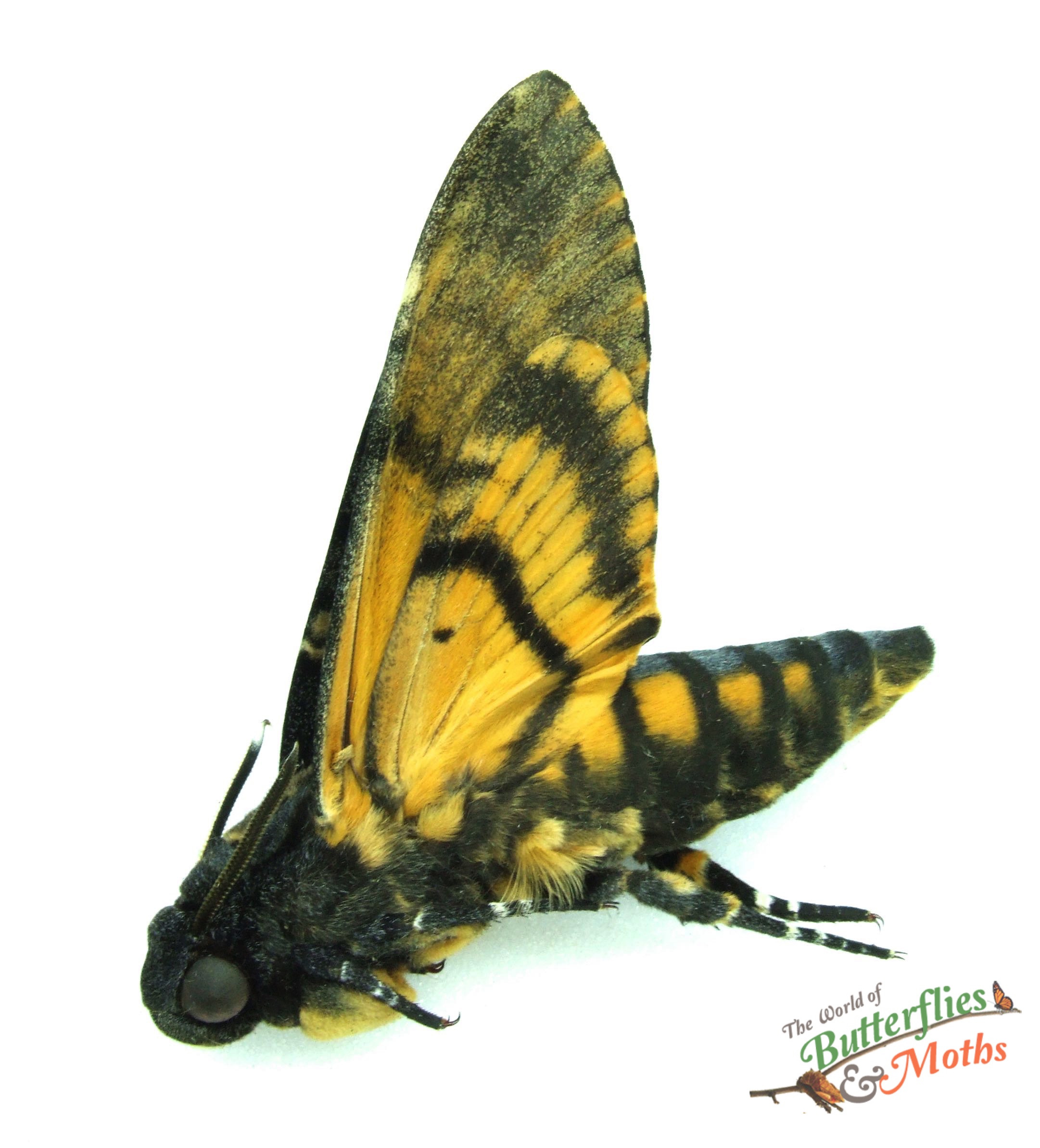 Acherontia Atropos: The Moth of the Skull Marking - World of ...
