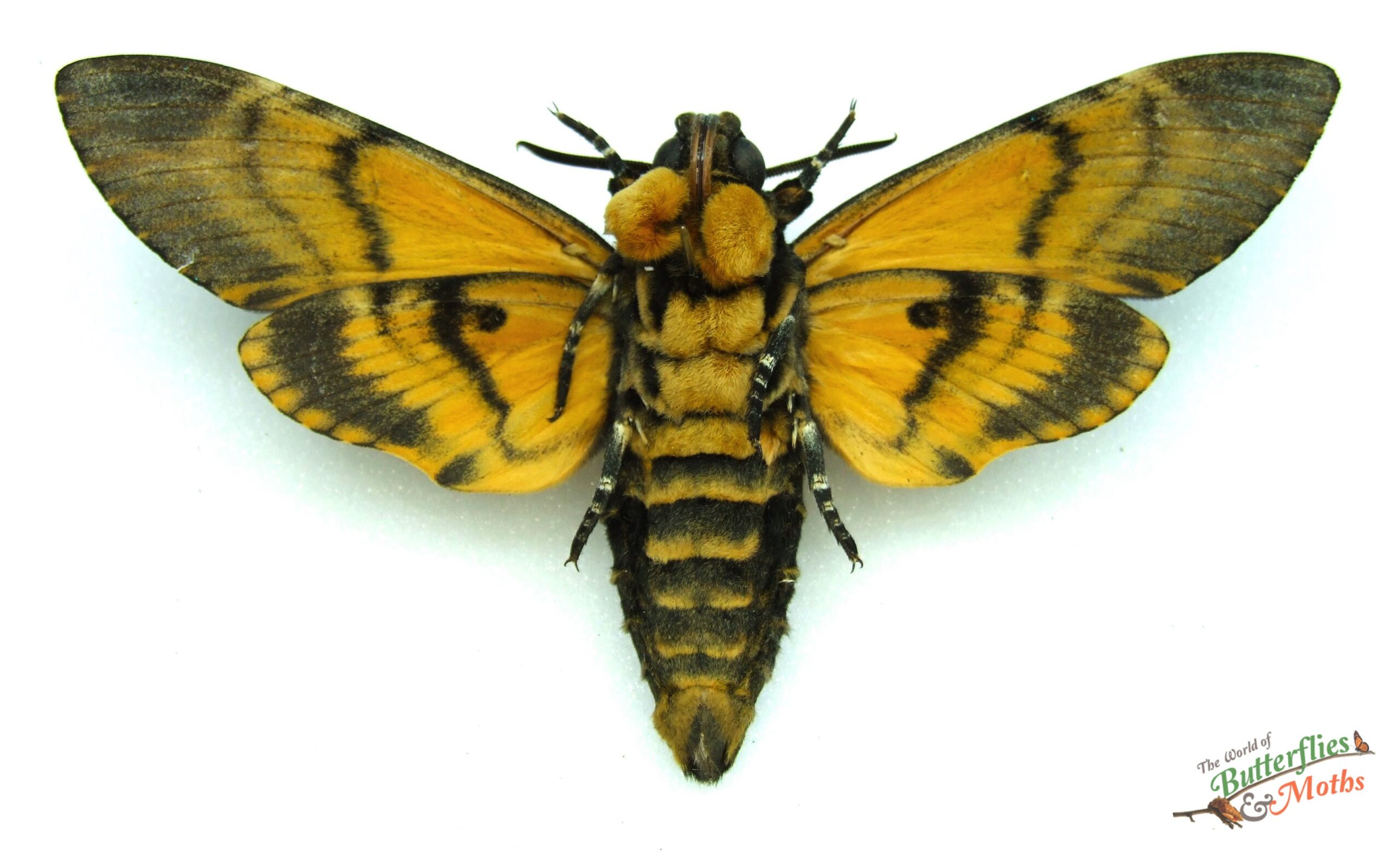 Acherontia Atropos: The Moth of the Skull Marking - World of ...