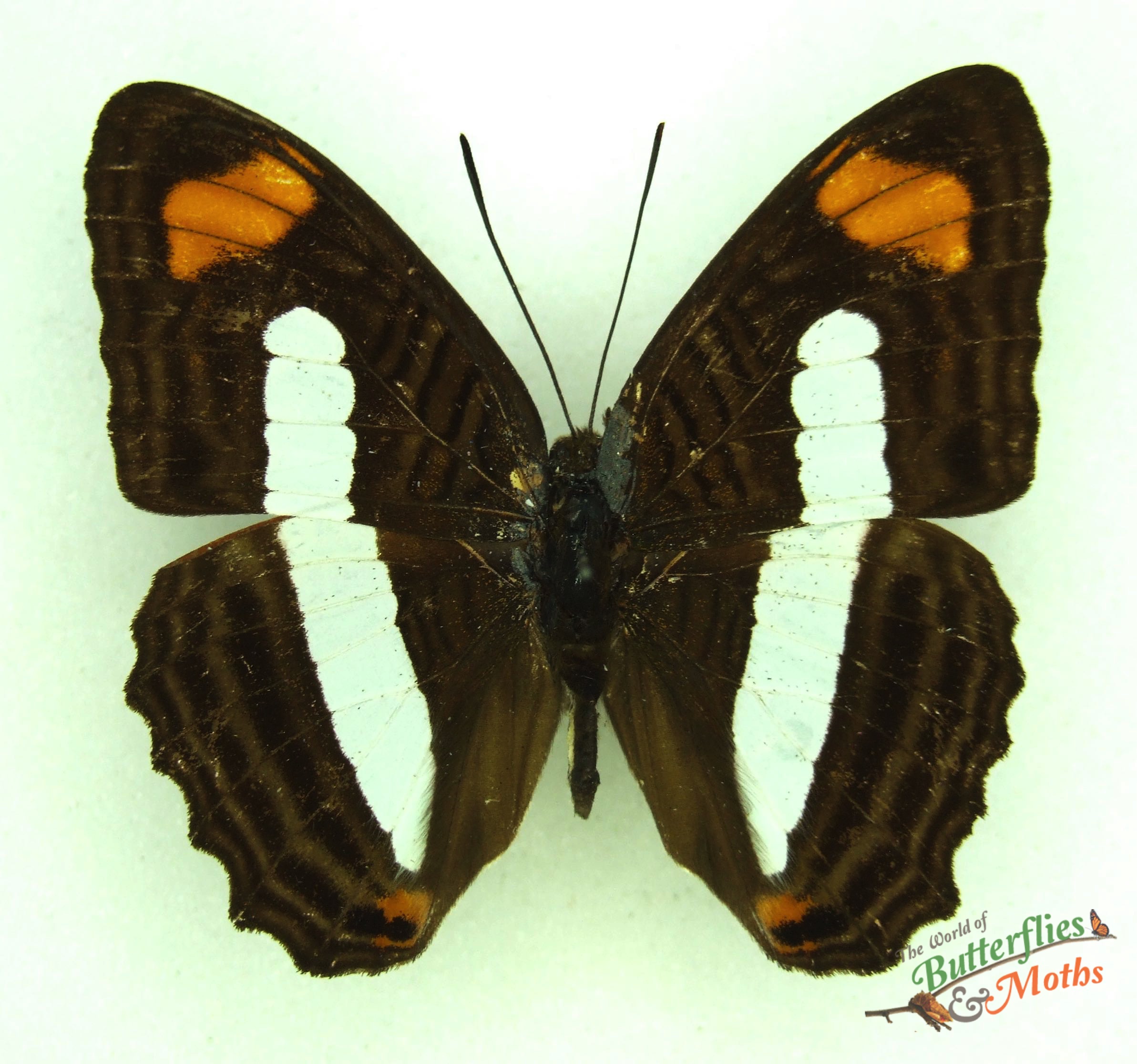 Adelpha iphiclus Iphicus Sister PERU - World of Butterflies and Moths