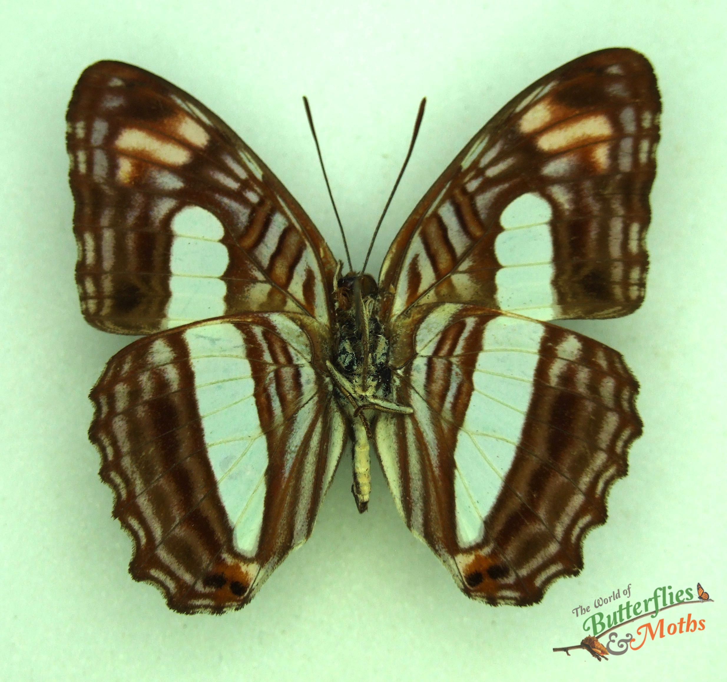 Adelpha iphiclus Iphicus Sister PERU - World of Butterflies and Moths