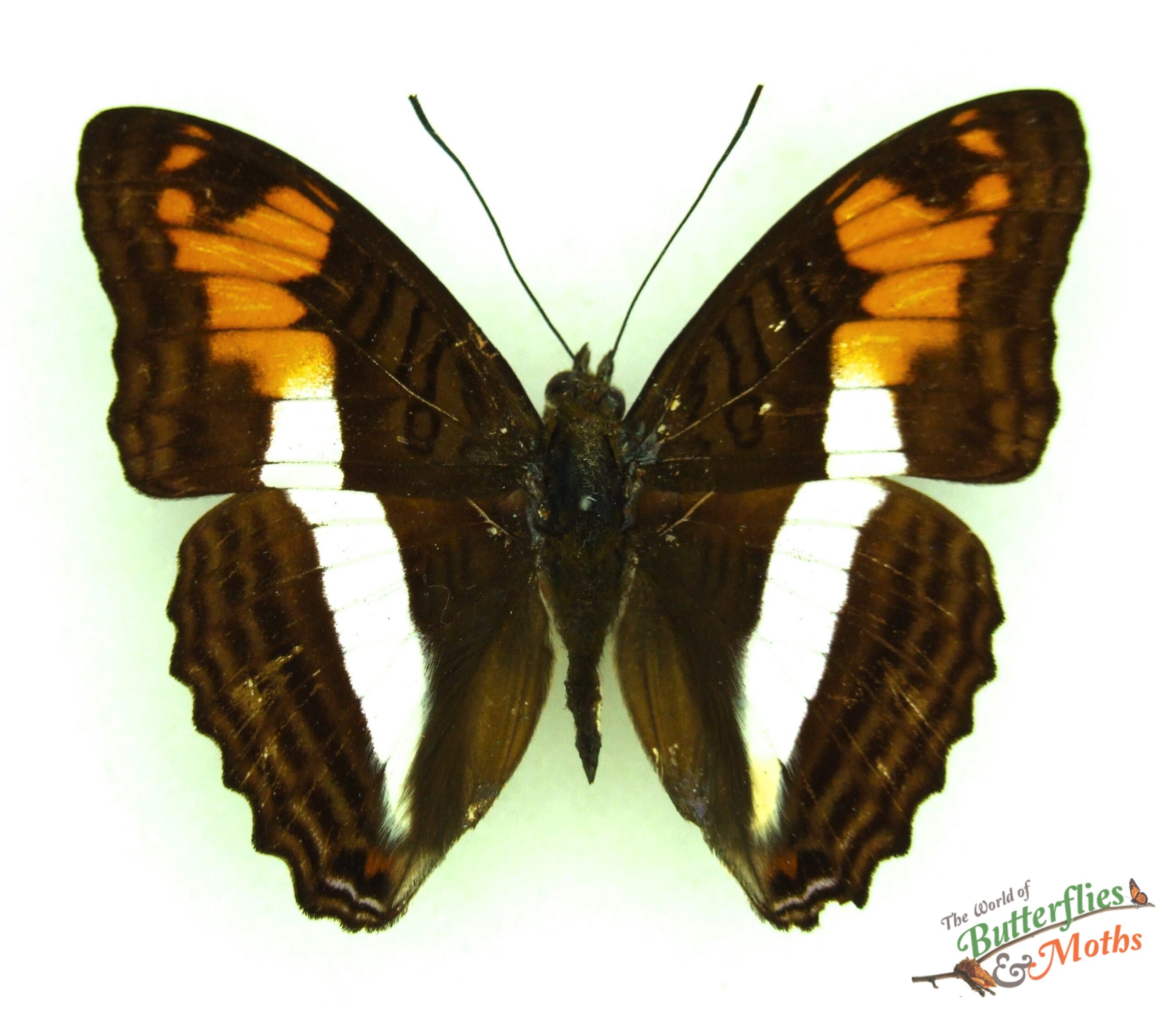 Adelpha phylaca The Cecropia Sister PERU - World of Butterflies and Moths