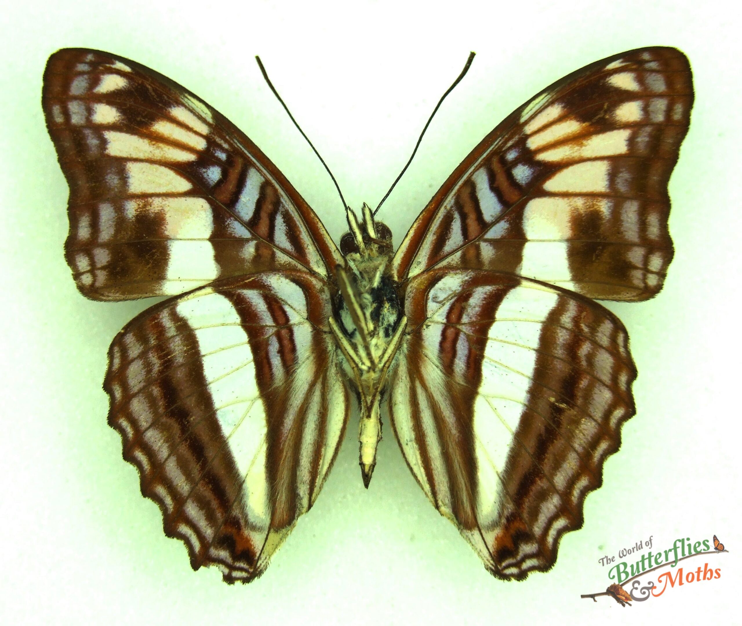 Adelpha phylaca The Cecropia Sister PERU - World of Butterflies and Moths