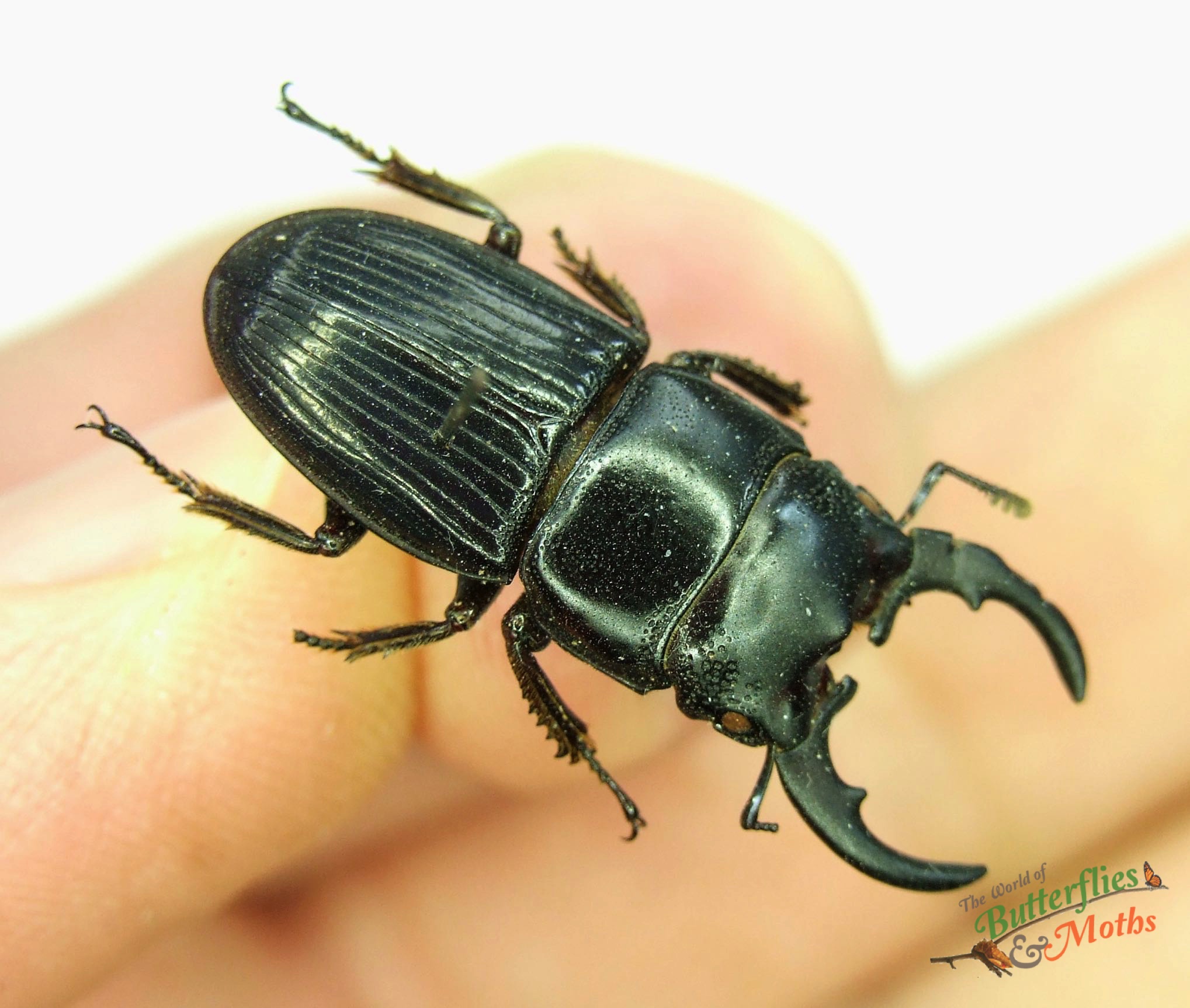 Aegus chelifer chelifer THAILAND - World of Butterflies and Moths