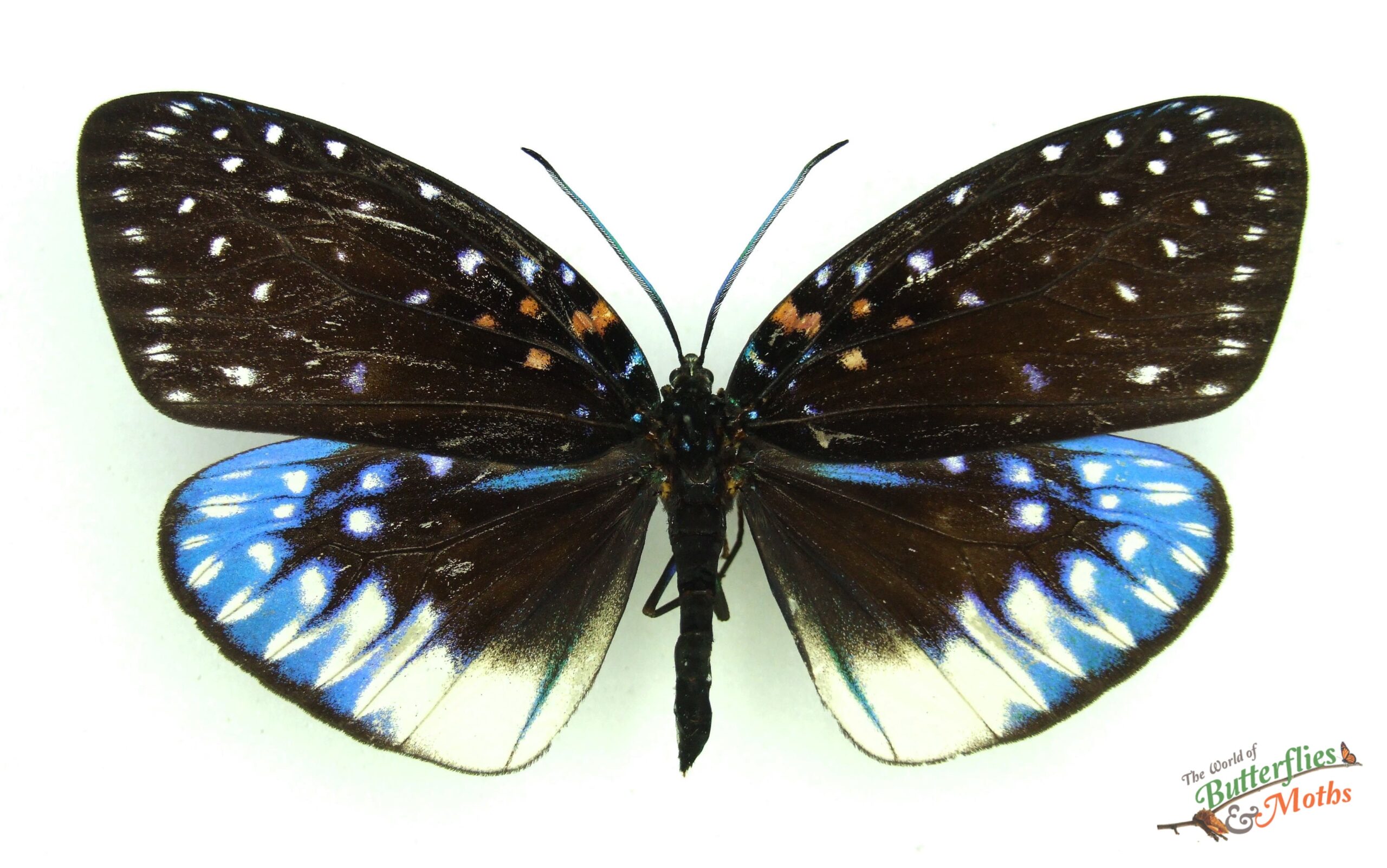 Amesia aliris Starry night Burnet moth THAILAND - World of Butterflies ...