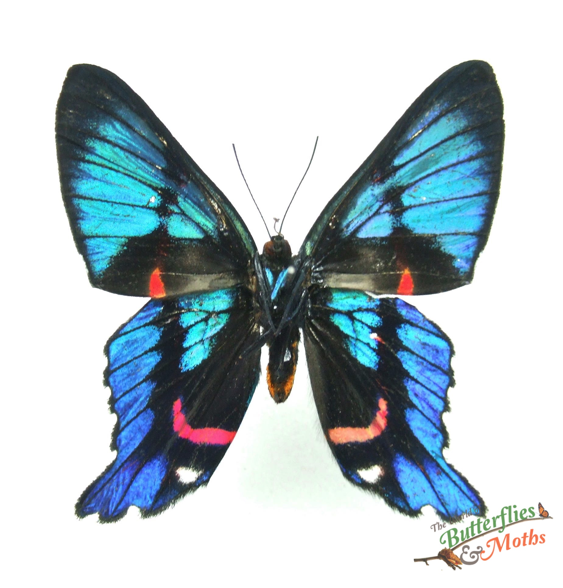 Ancyluris aulestes PERU - World of Butterflies and Moths