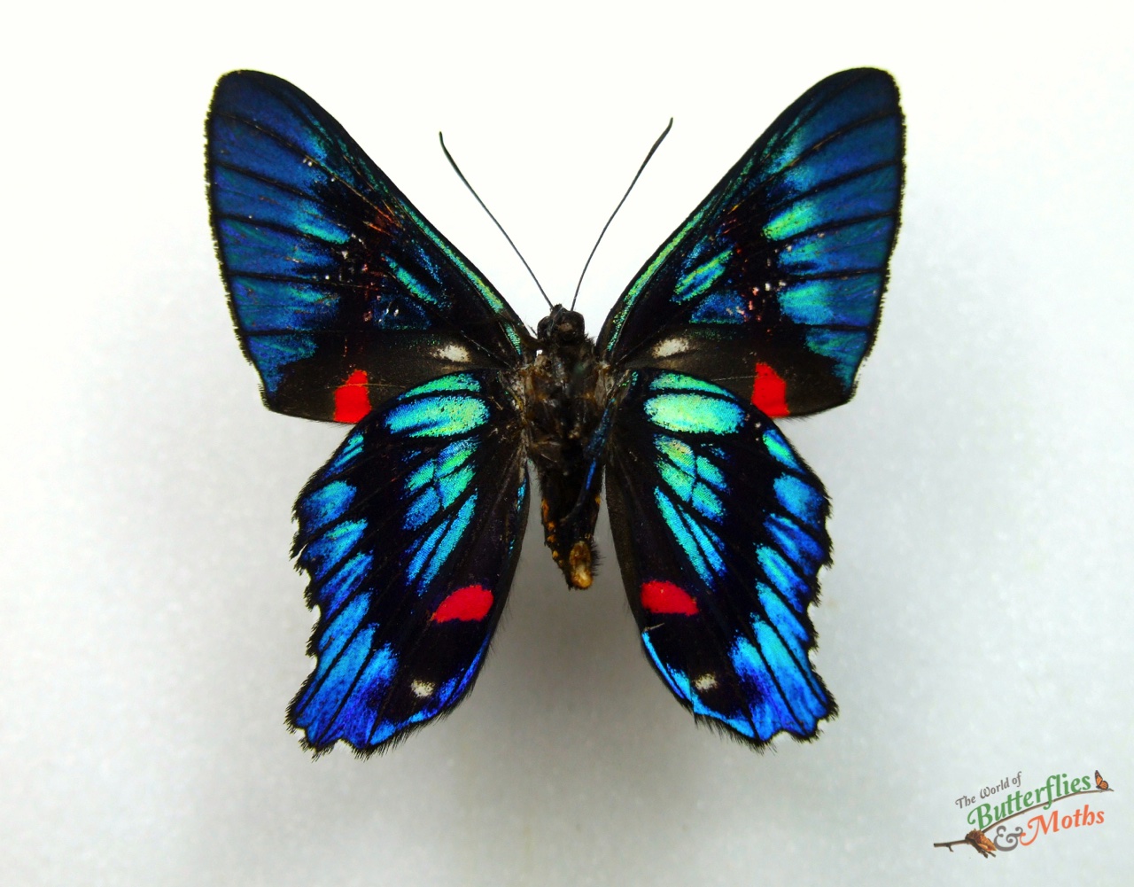 Ancyluris meliboeus eudaemon PERU - World of Butterflies and Moths