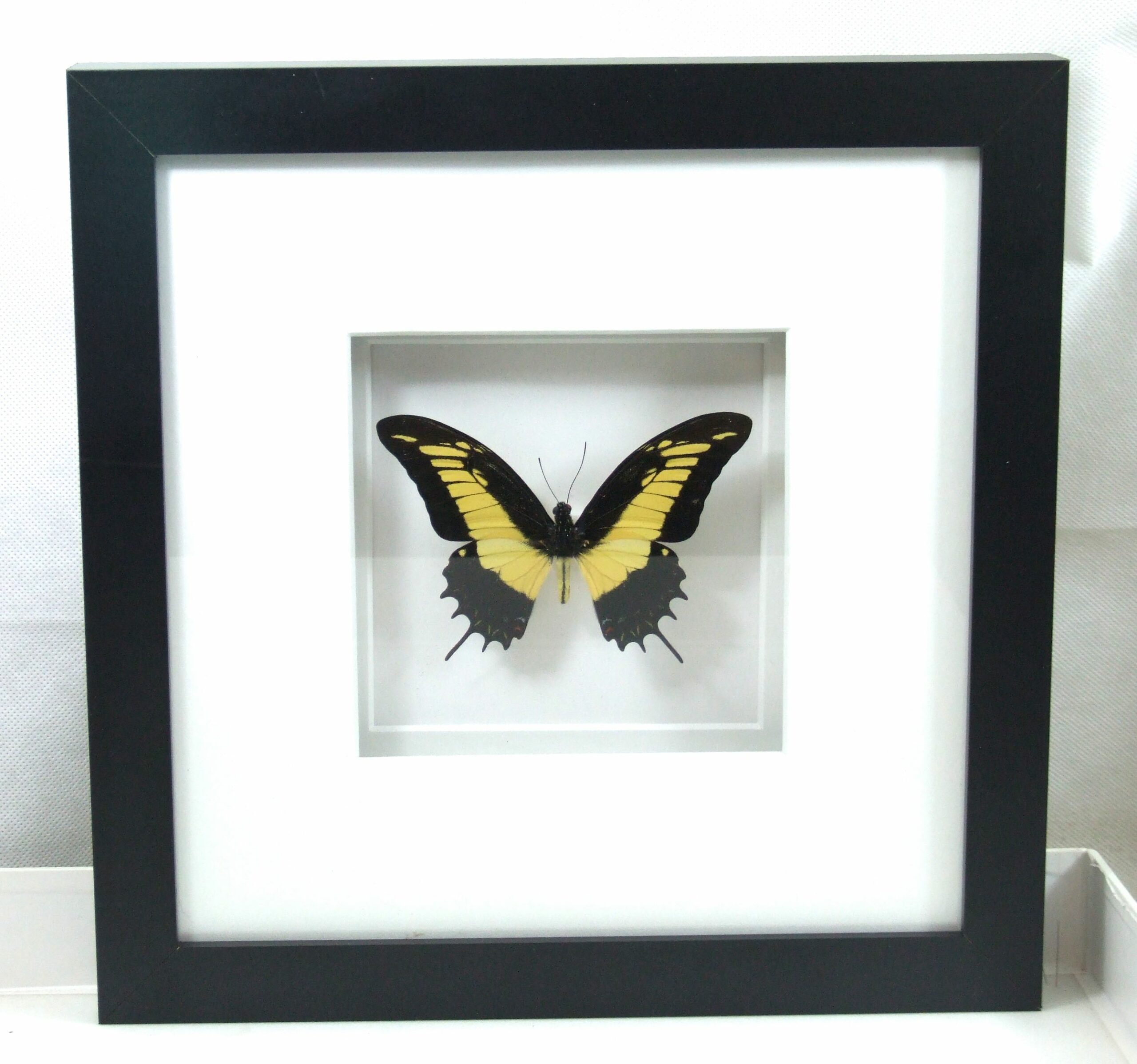 Queen Swallowtail Butterfly in black box frame - World of Butterflies ...