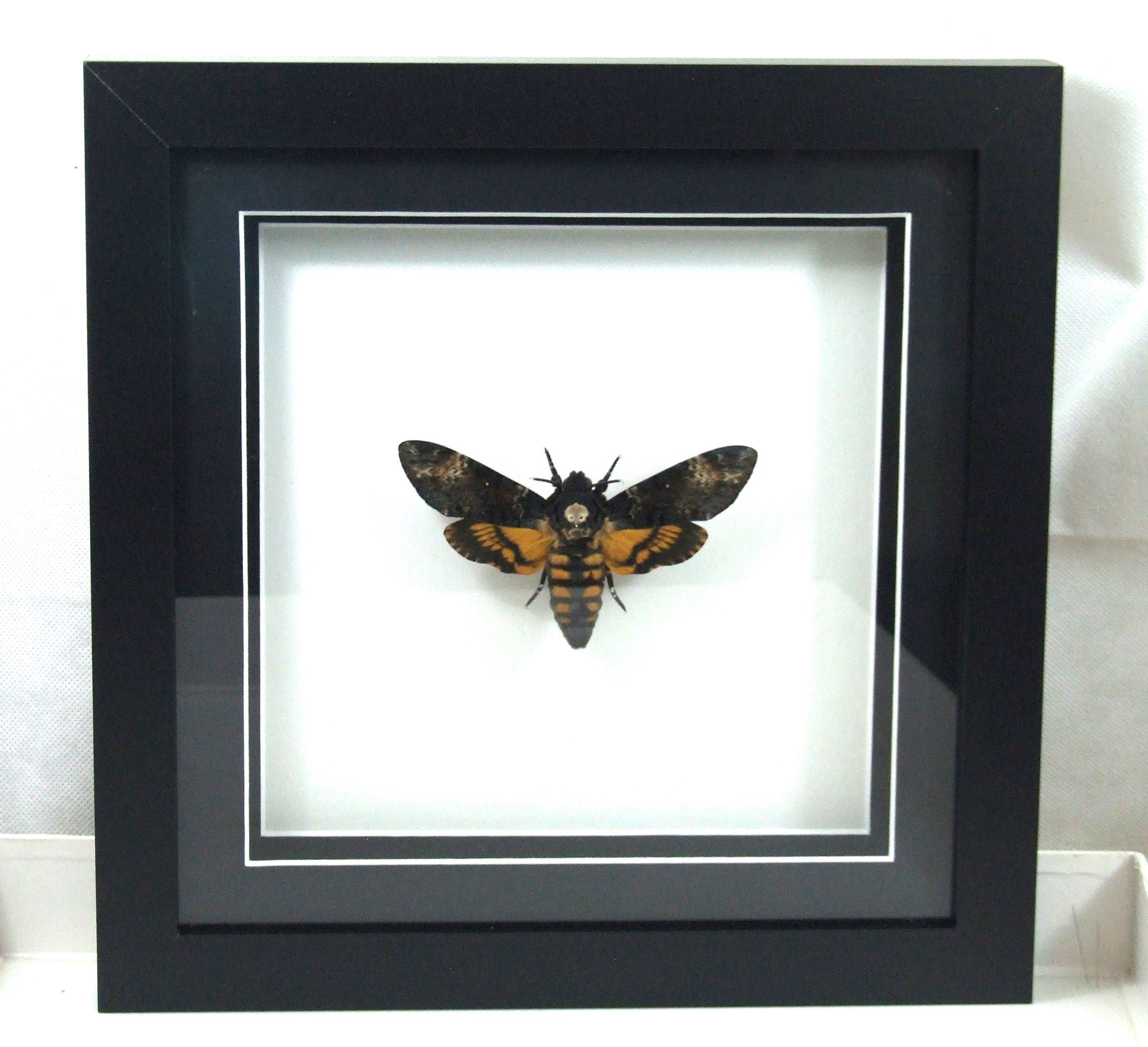 Deaths Head Hawk moth in black box frame - World of Butterflies and Moths