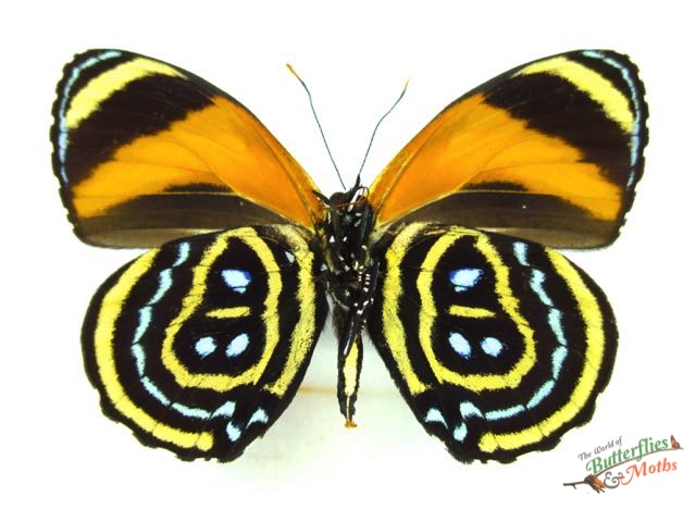 Callicore excelsior pastazza PERU - World of Butterflies and Moths