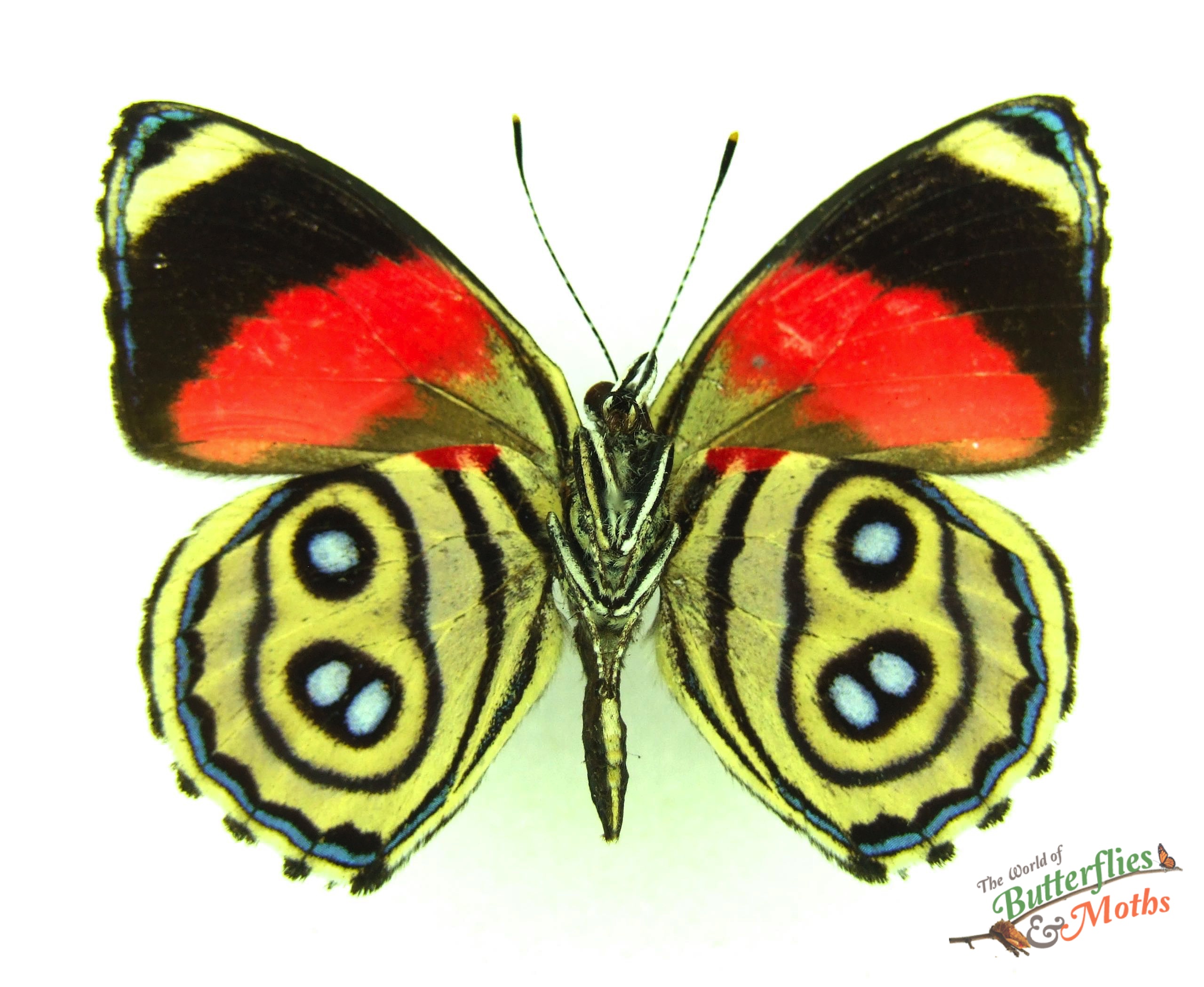 Callicore hystaspes Numberwing PERU - World of Butterflies and Moths