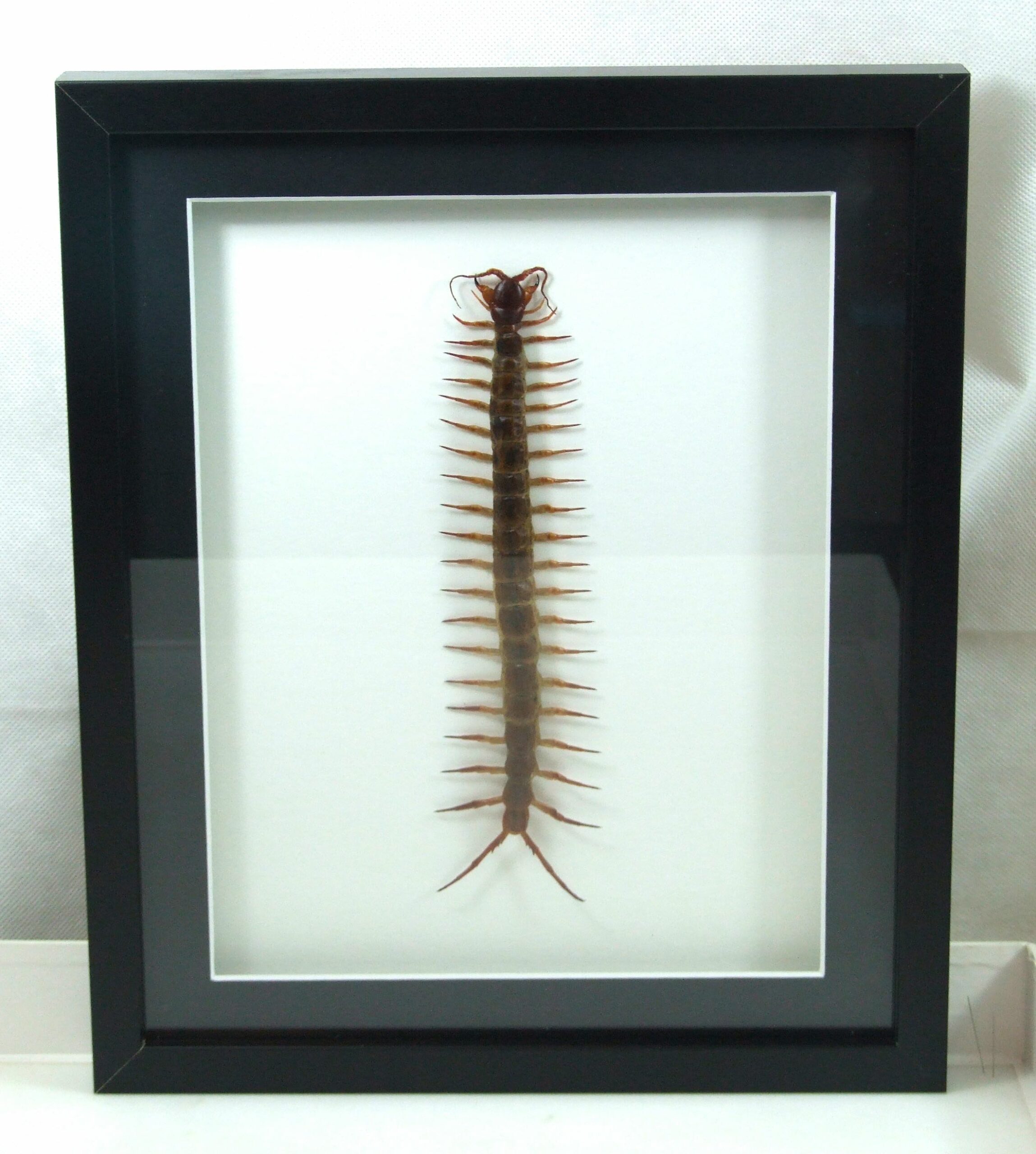 Giant Centipede in black box frame - World of Butterflies and Moths