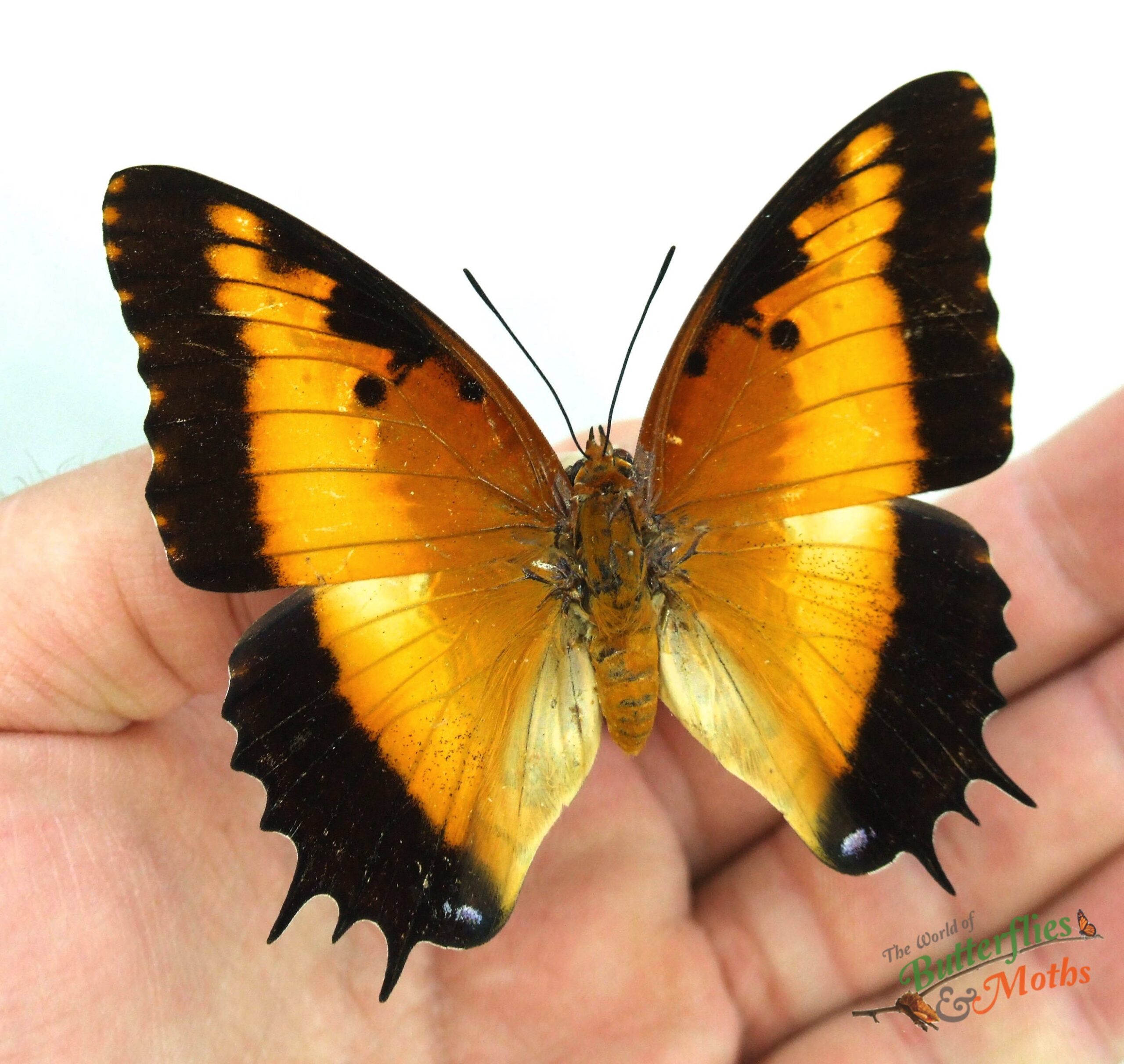 Charaxes pollux C.A.R - World of Butterflies and Moths
