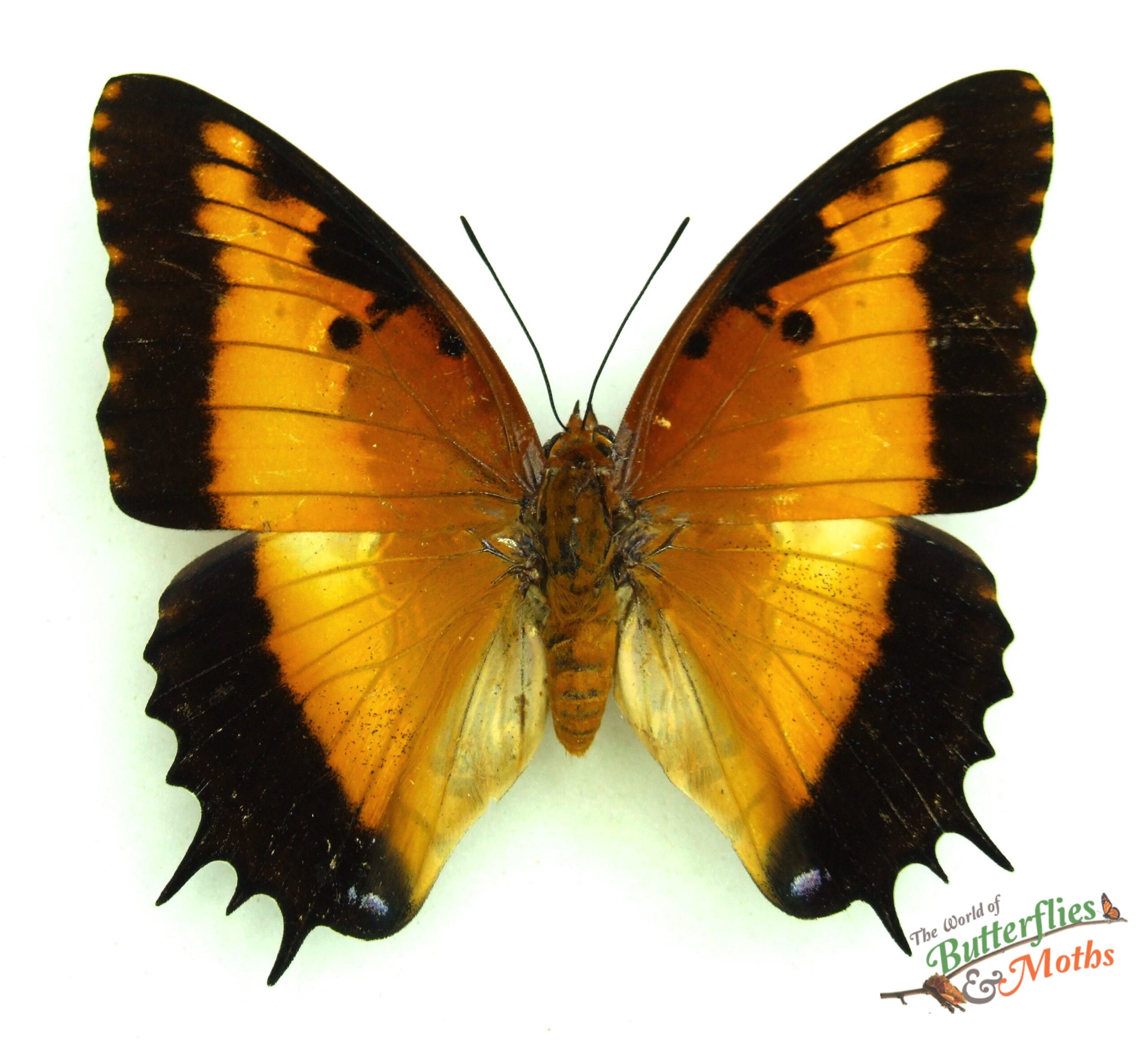 Charaxes pollux C.A.R - World of Butterflies and Moths