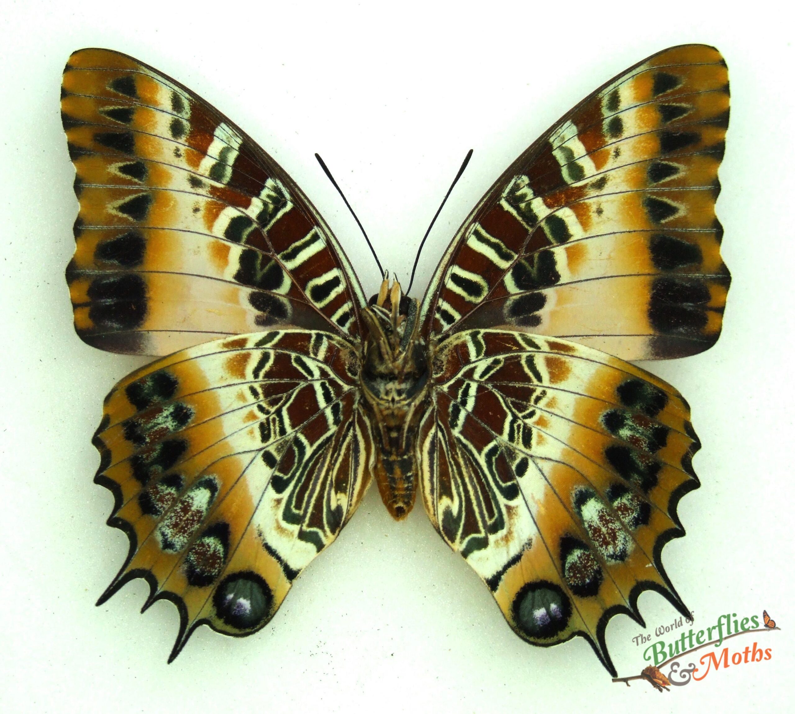 Charaxes pollux C.A.R - World of Butterflies and Moths