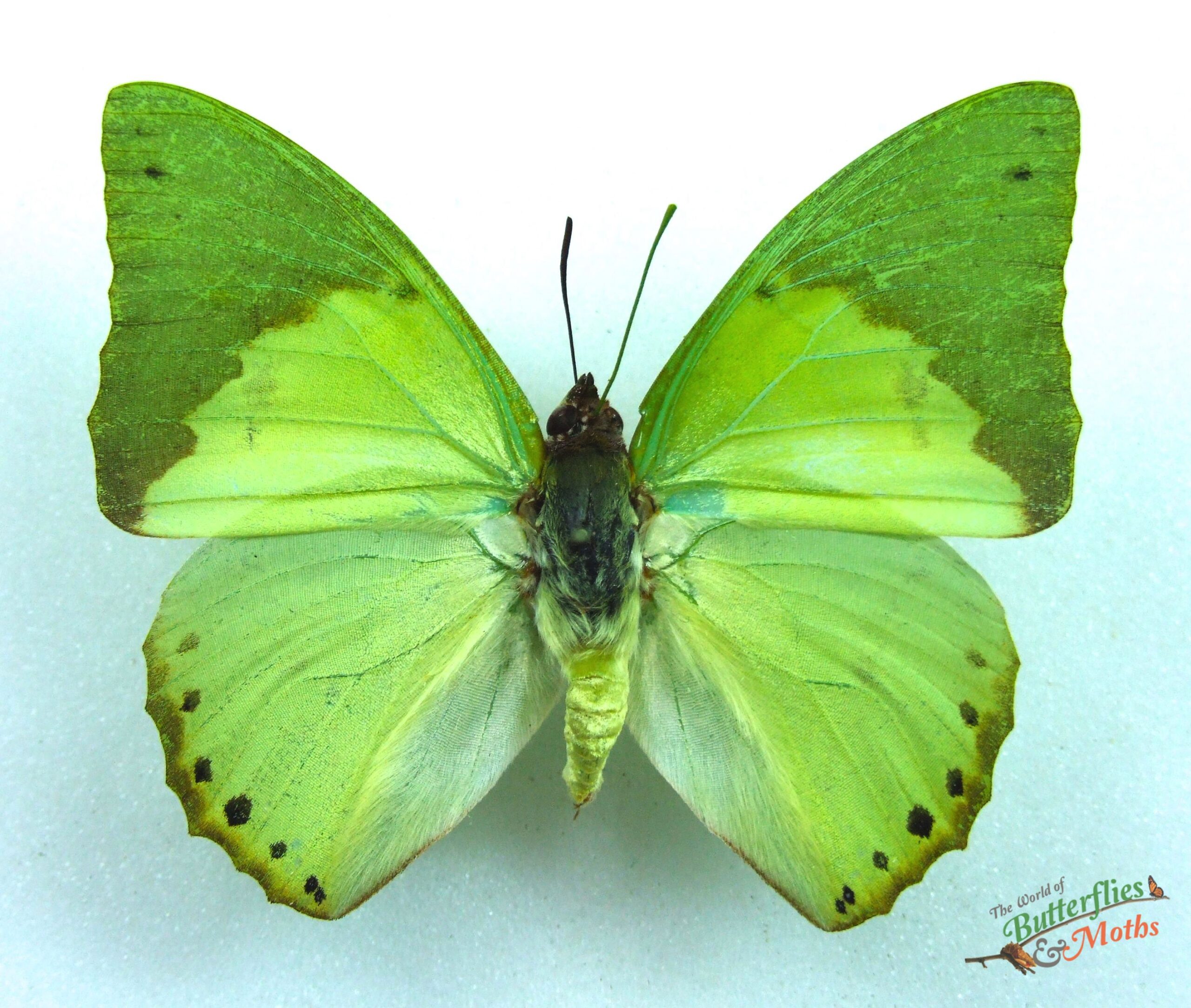 Charaxes eupale Green Charaxes AFRICA - World of Butterflies and Moths